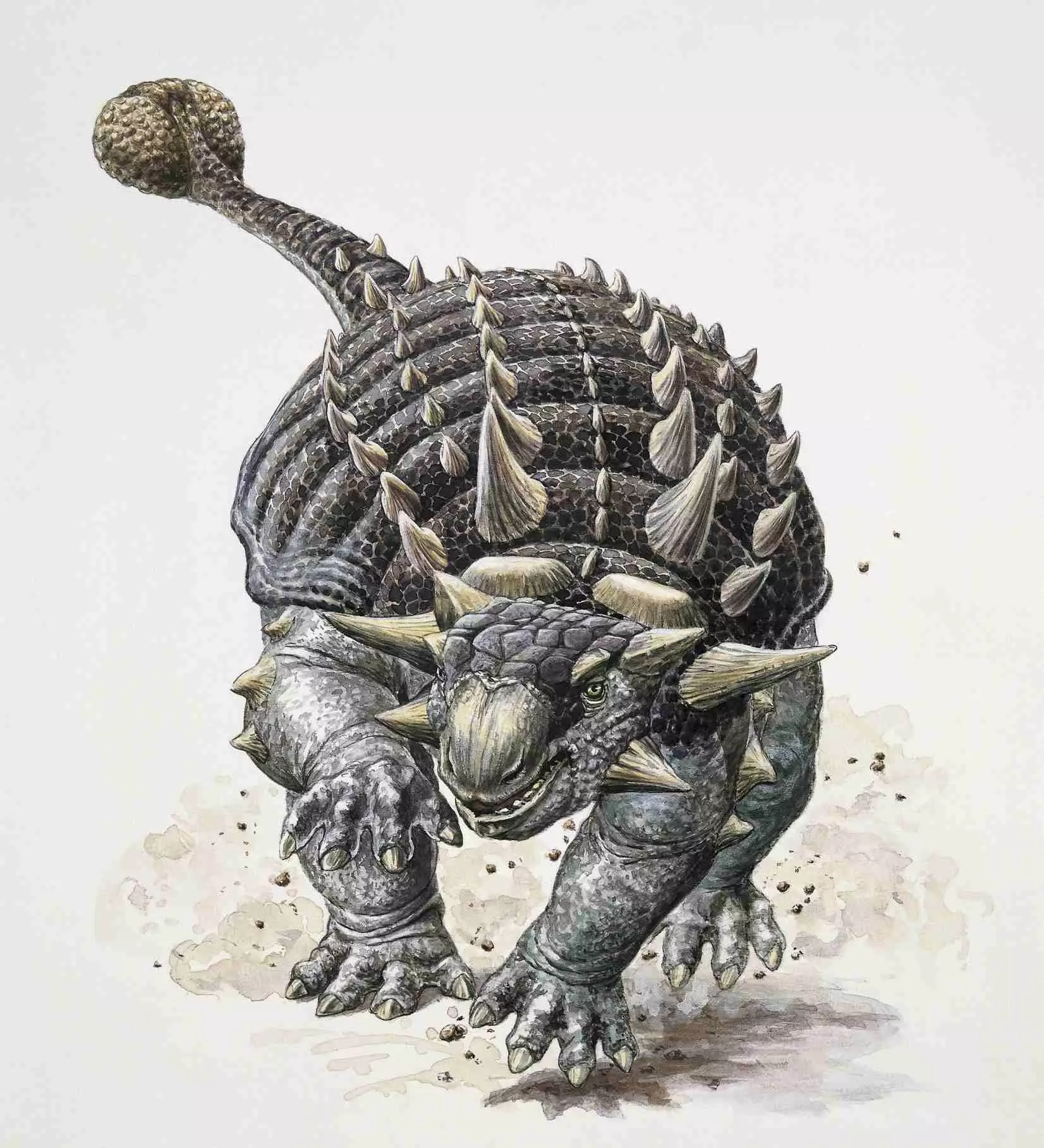 Ankylosaurus