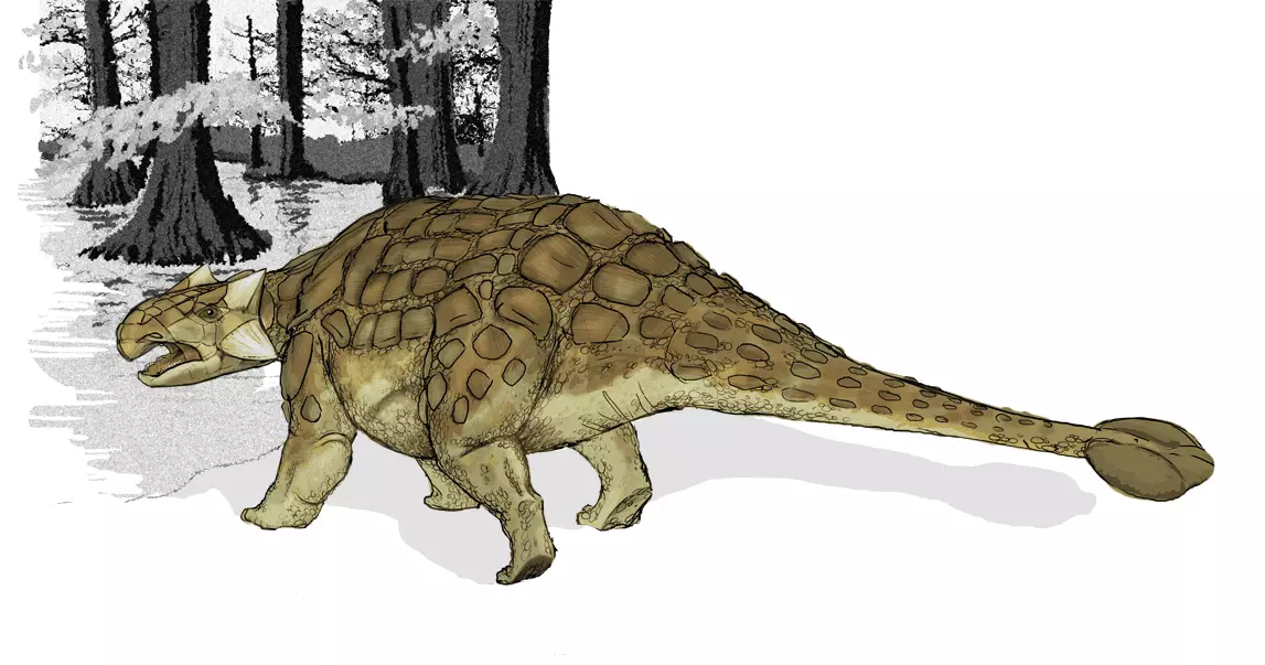 Zırhlı Dinozor Ankylosaurus Hakkında Gerçekler 17587_2