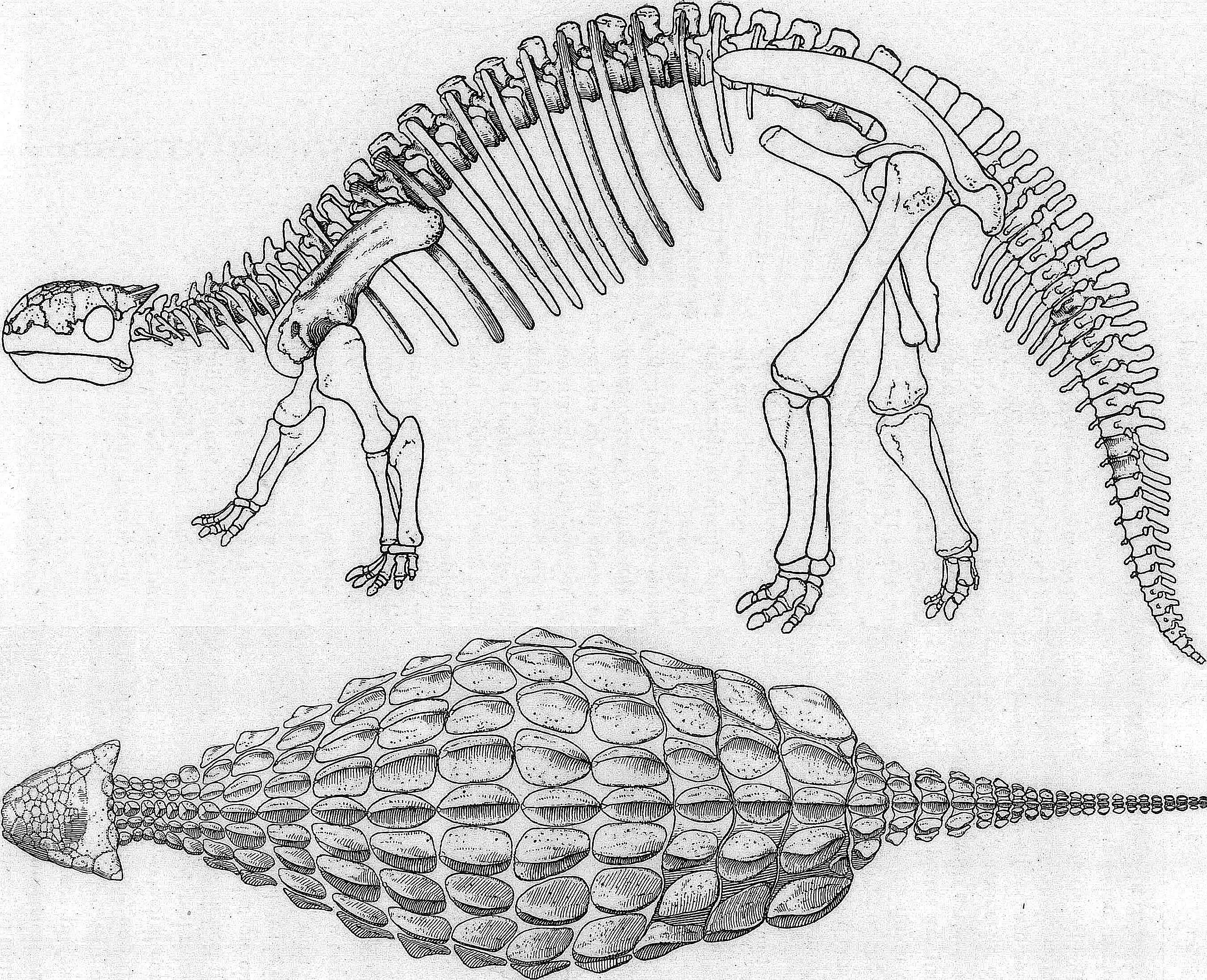 ankylosaurus