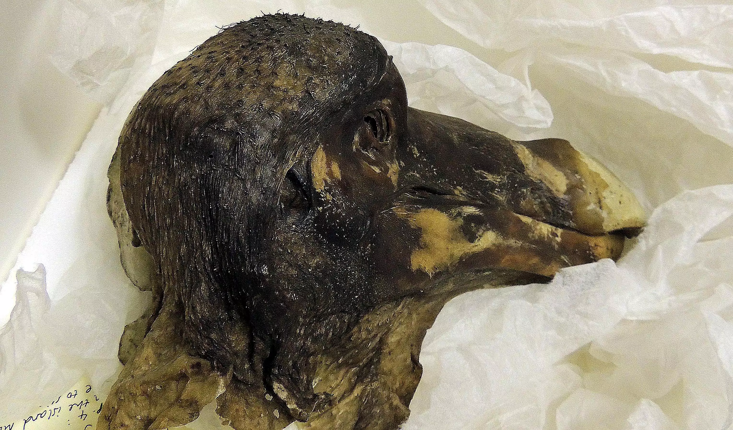 mumificirana glava ptice dodo