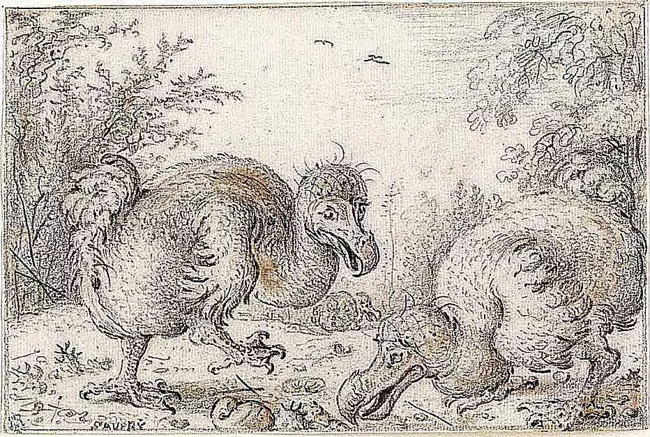 sketsa burung dodo