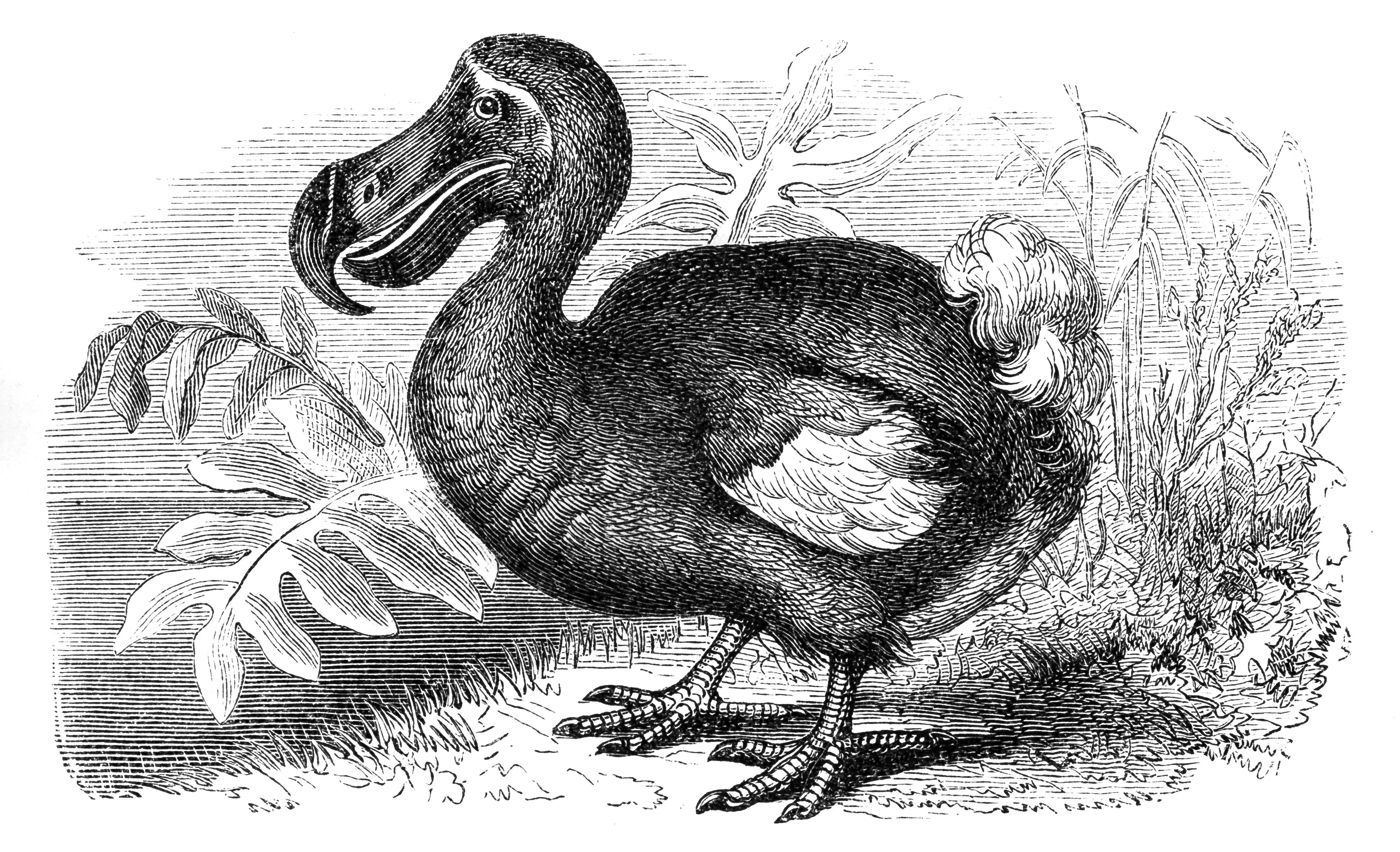 Crtanje ptica Dodo
