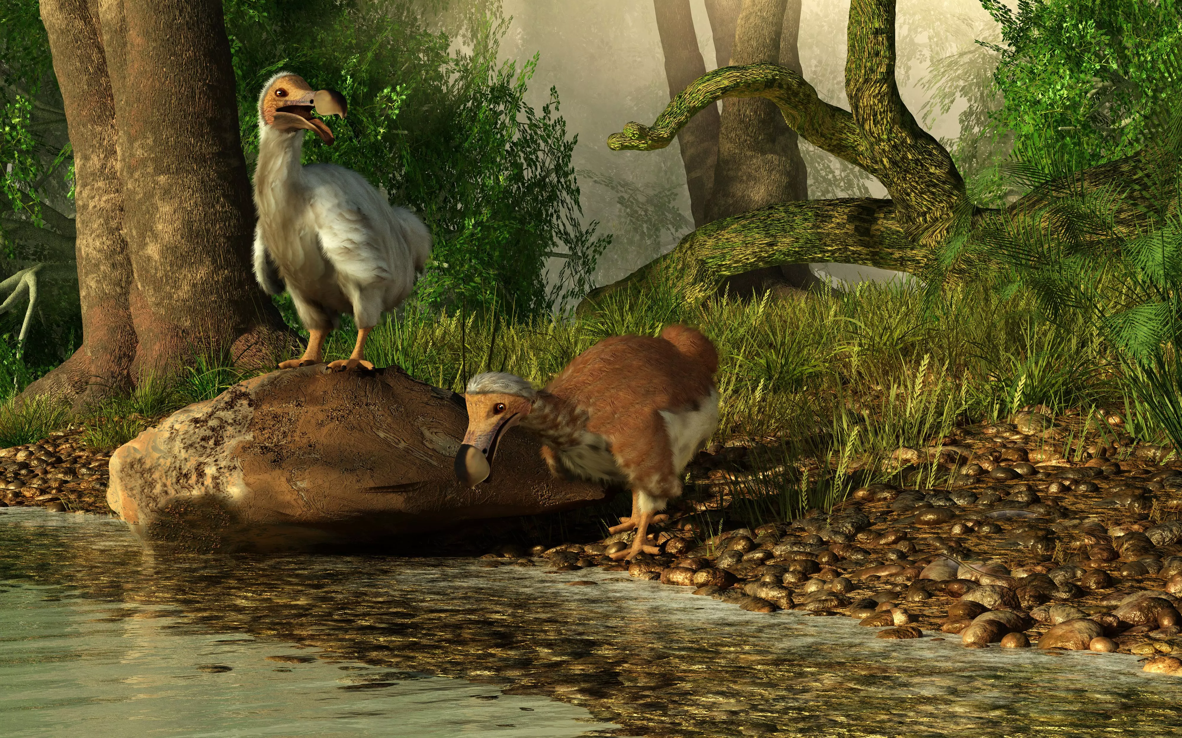 Një palë zogj Dodo duke pirë në një lumë