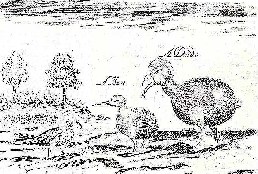 dodo fugl