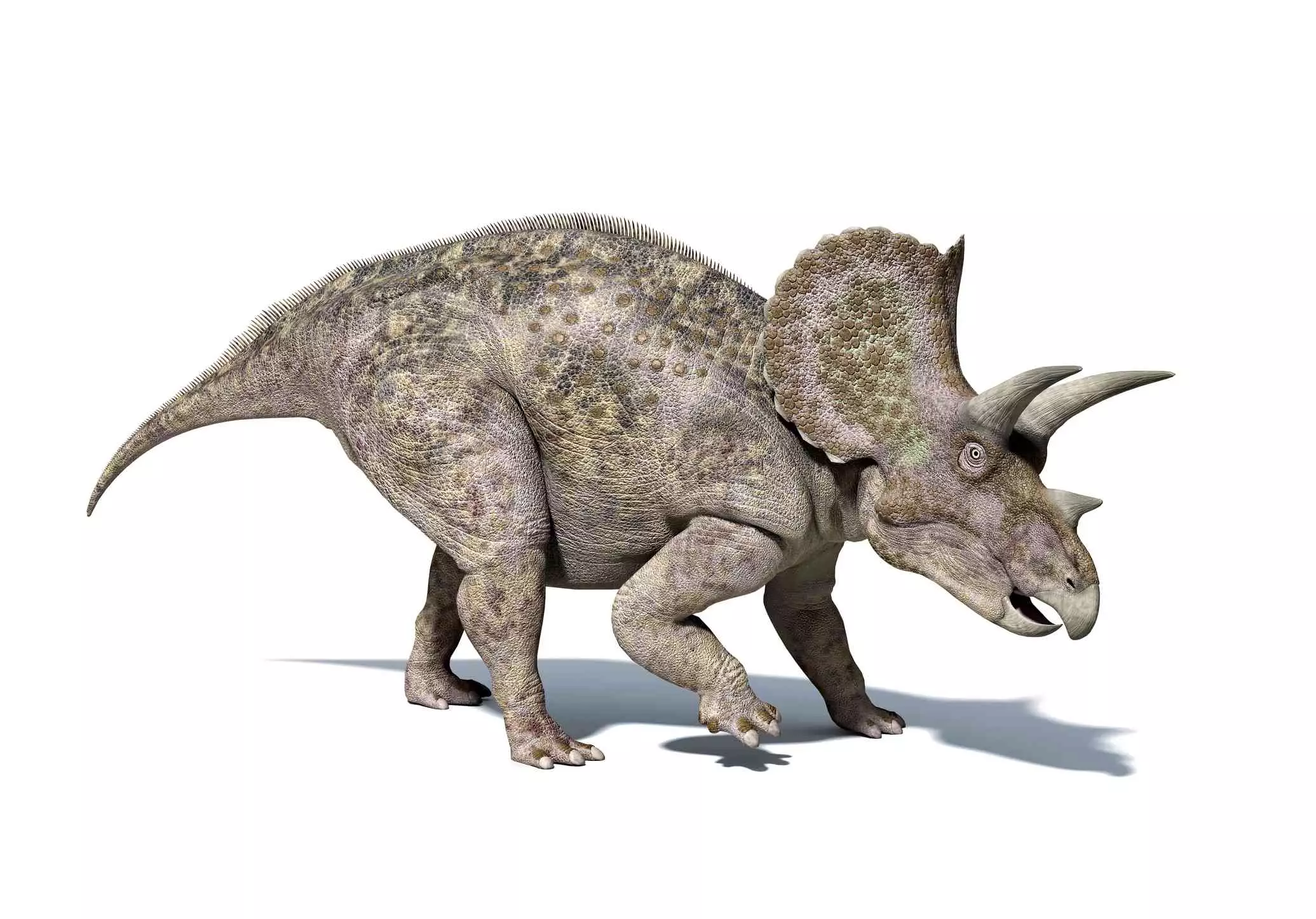Triceratops ڊائناسور، آرٽ ورڪ