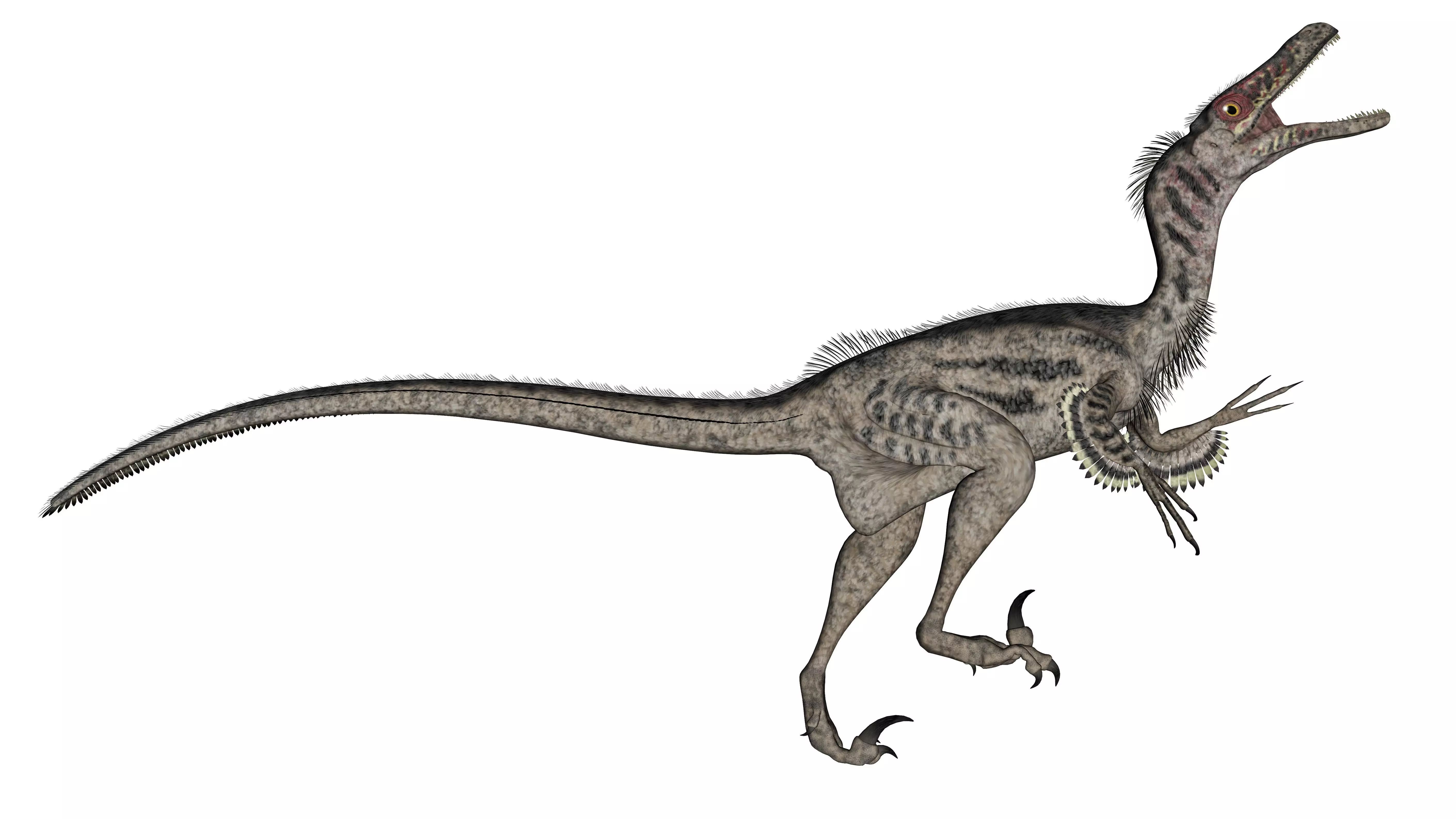 Velociraptor დინოზავრი ღრიალებს თეთრ ფონზე.