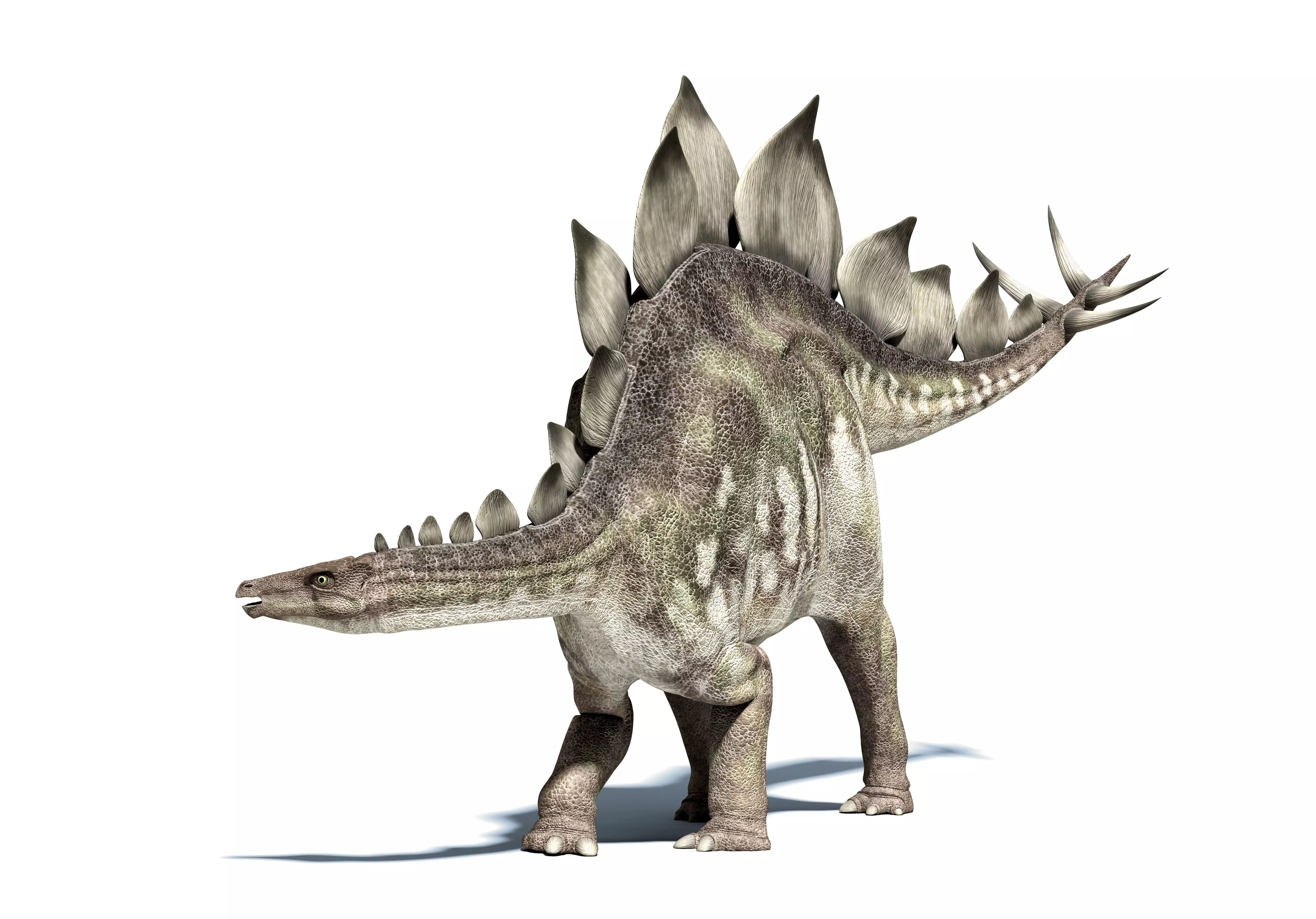 Stafræn mynd af stegosaurus risaeðlu.