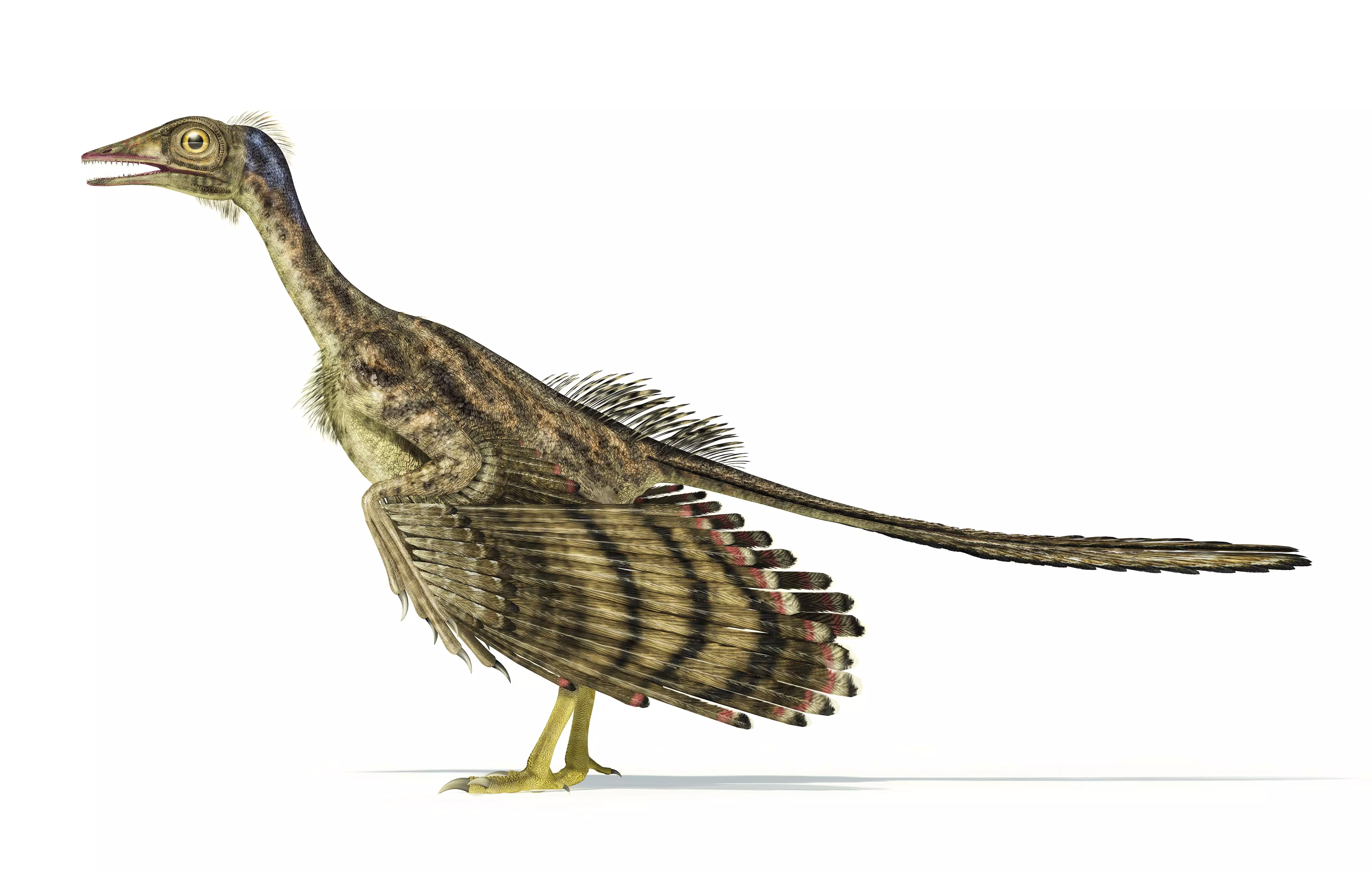 Archaeopteryx dinozorunun dijital illüstrasyonu.