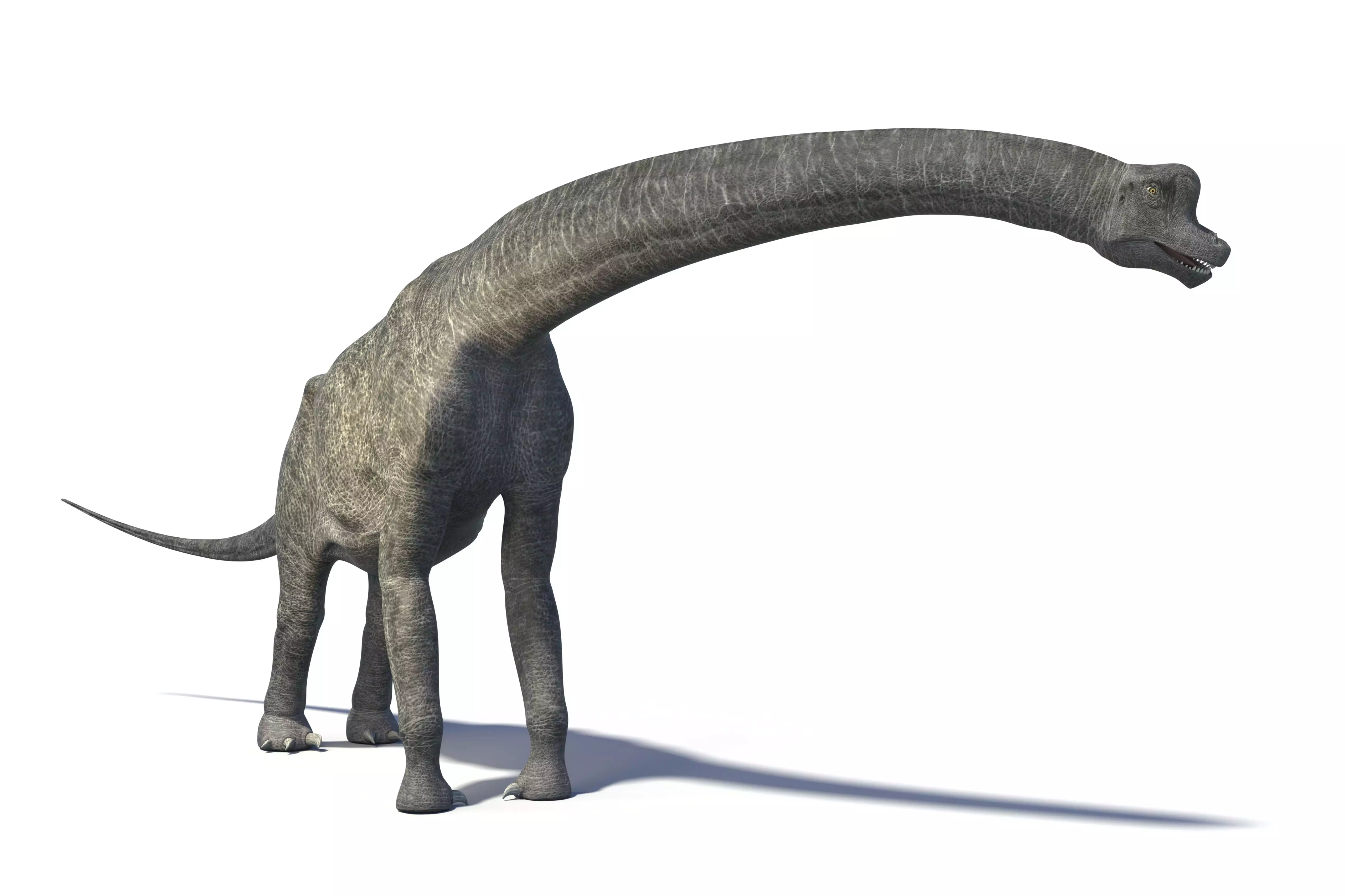 Digitale illustrasie van brachiosaurus.