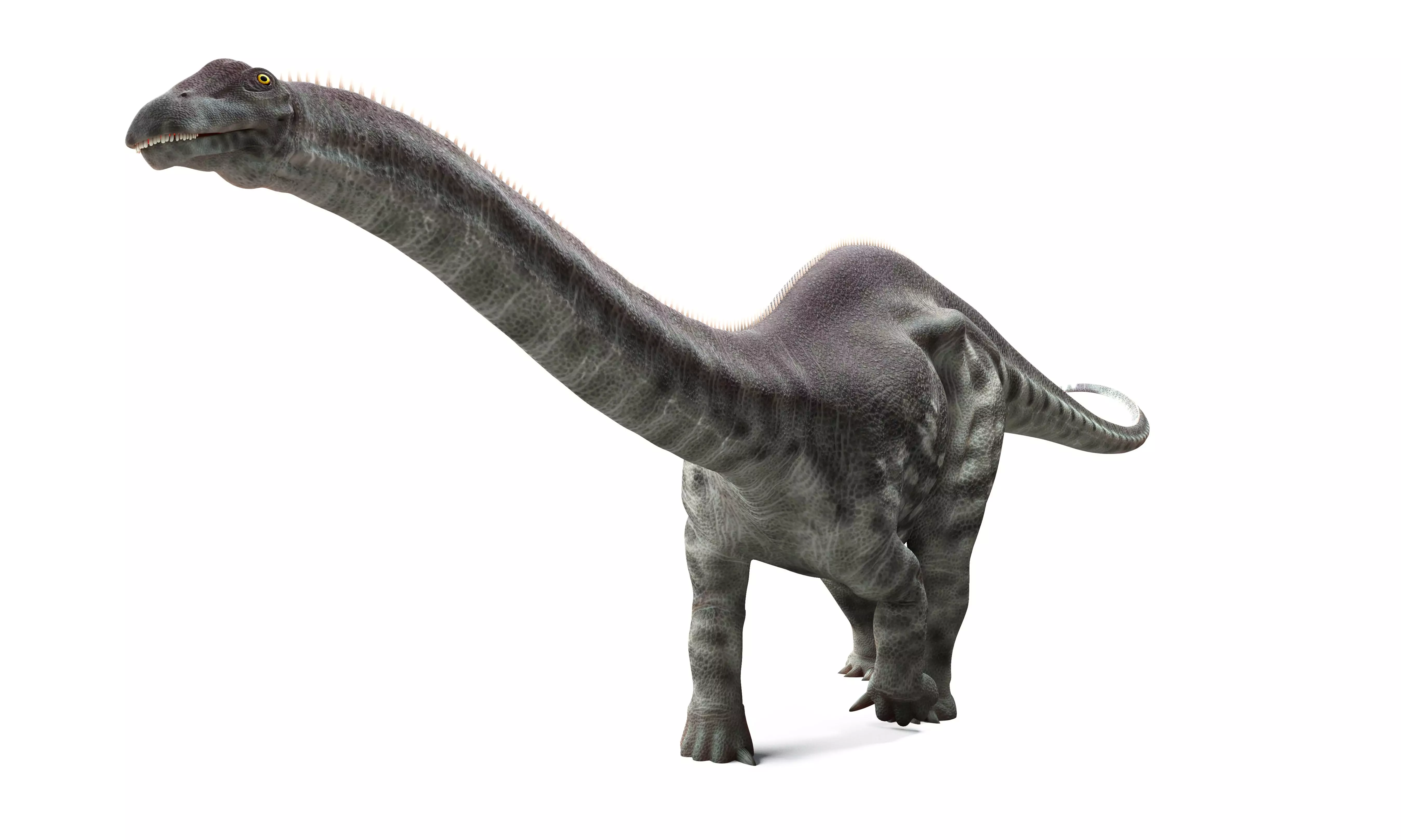 Apatosaurus dinozavrining raqamli tasviri.