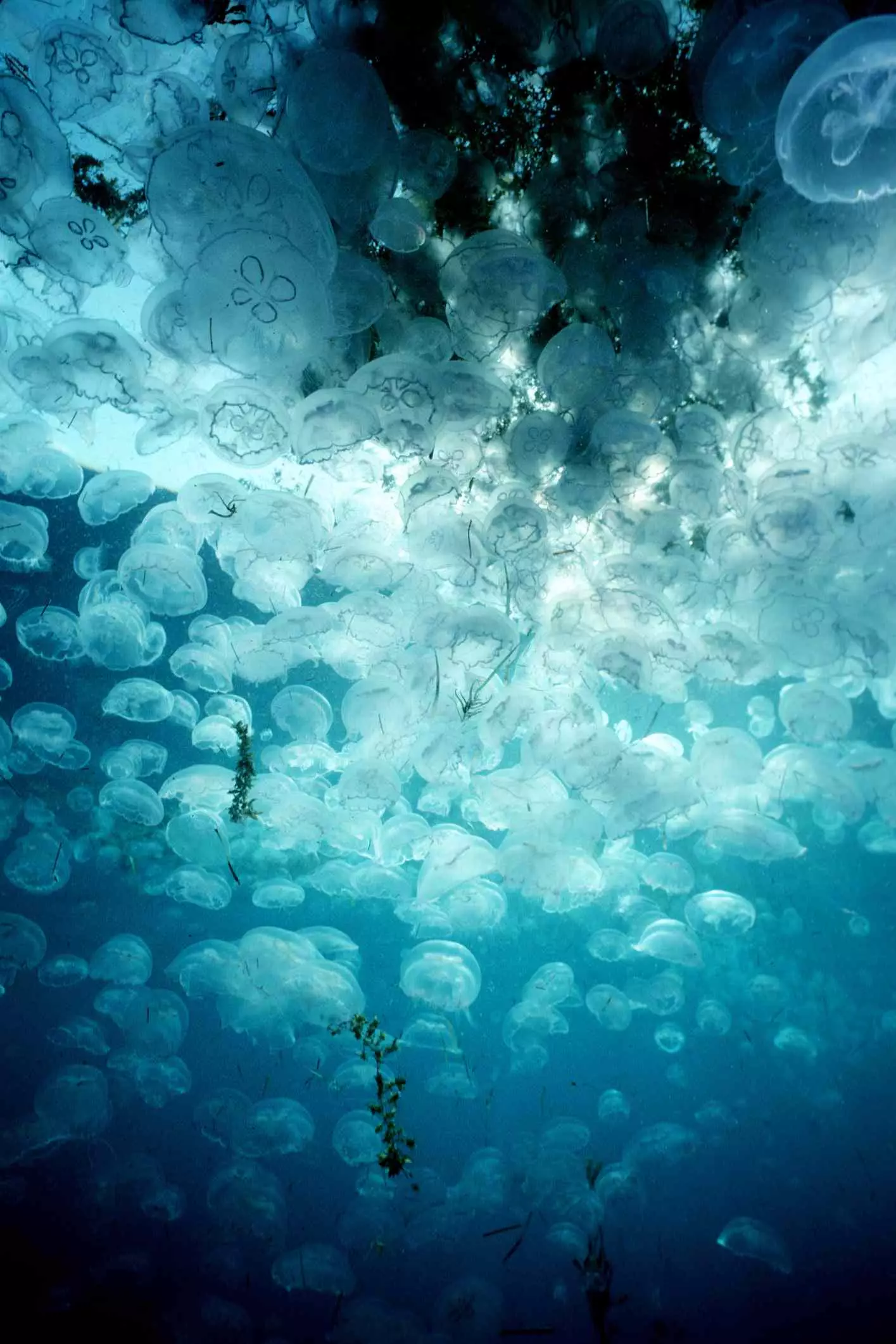 Ijeli yeNyanga (Aurelia aurita) aggregation, Caribbean, Atlantic Ocean