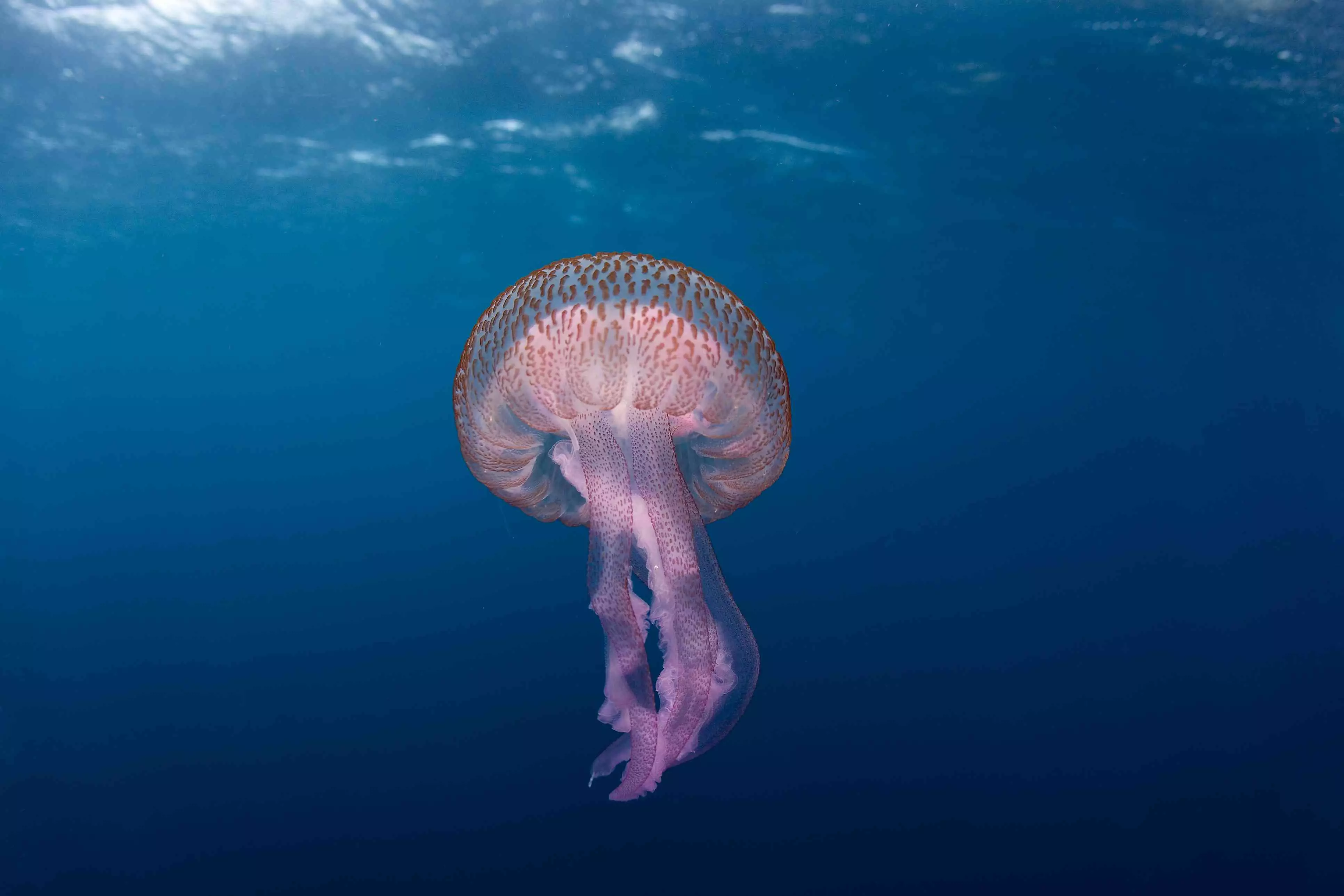 I-Jellyfish emfusa, iPelagia noctiluca