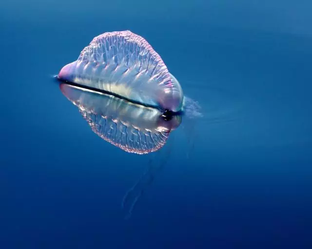 I-Portuguese Man o' War