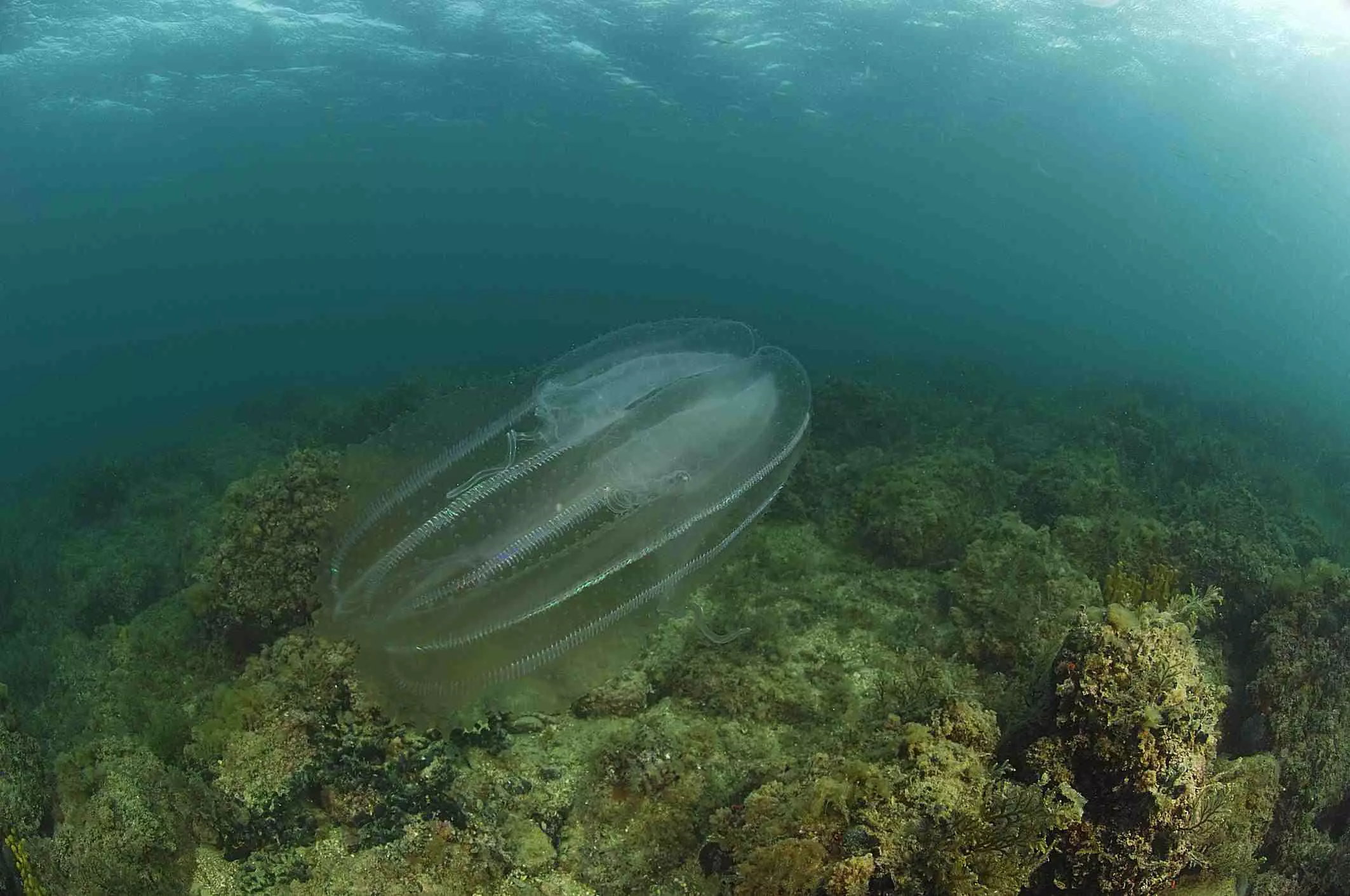 IKamela iJellyfish kuLwandle lweAdriatic