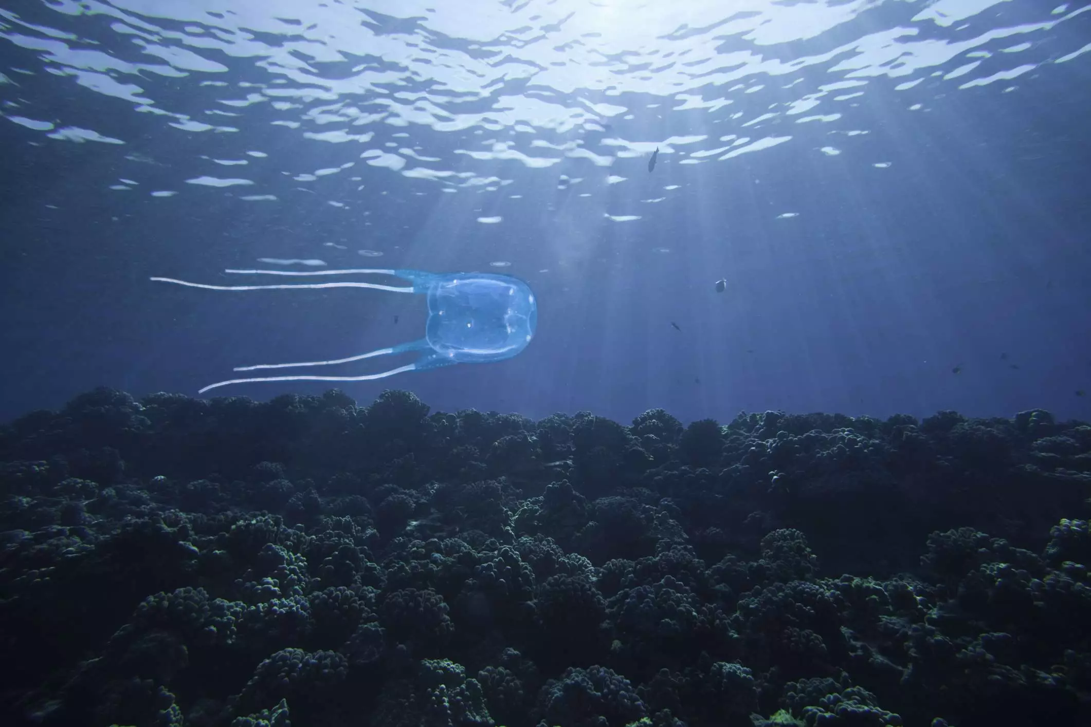 Ibhokisi yeJellyfish eHawaii