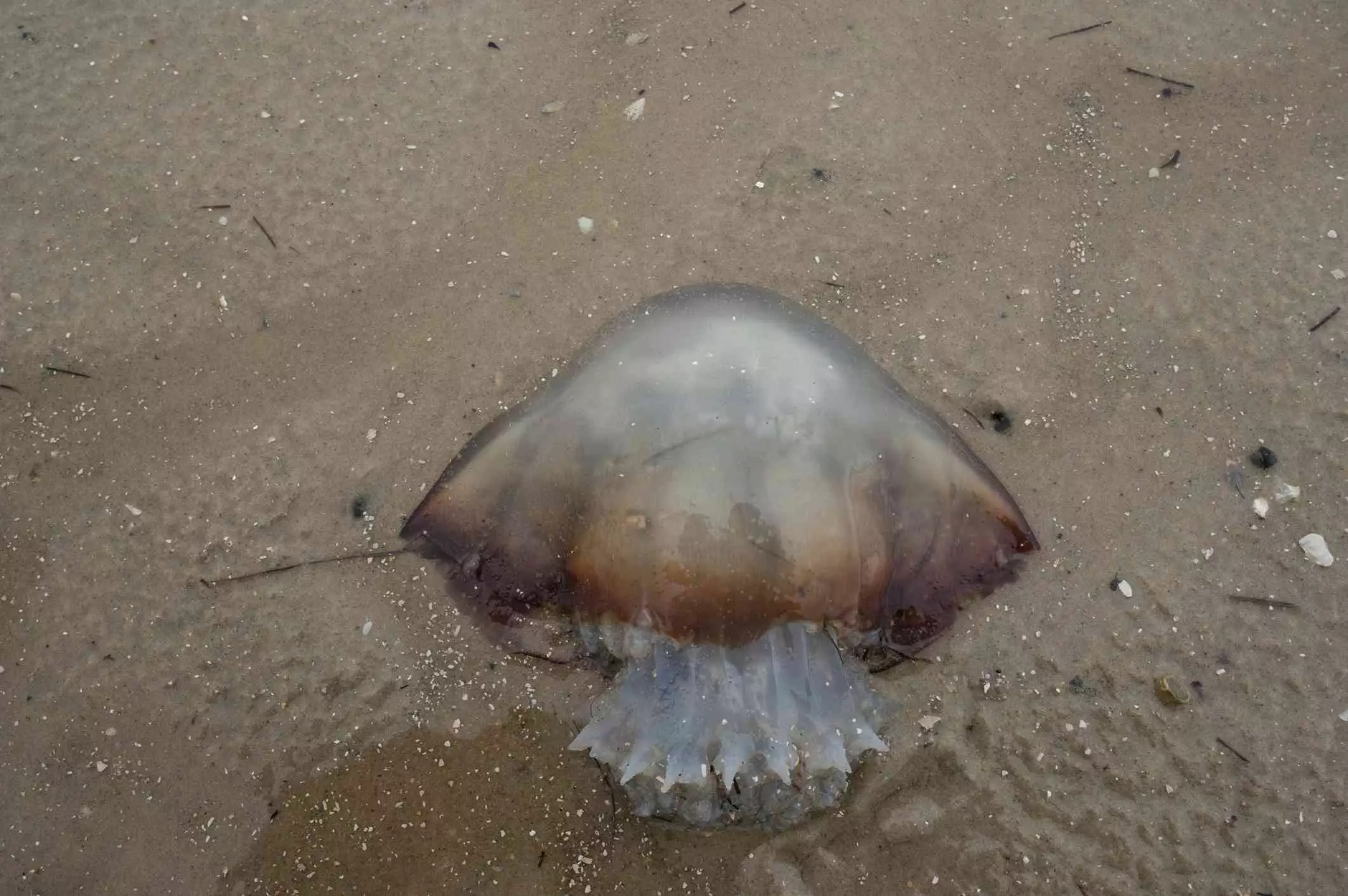 A jellyfish Cannonball mati ing pantai, North Carolina