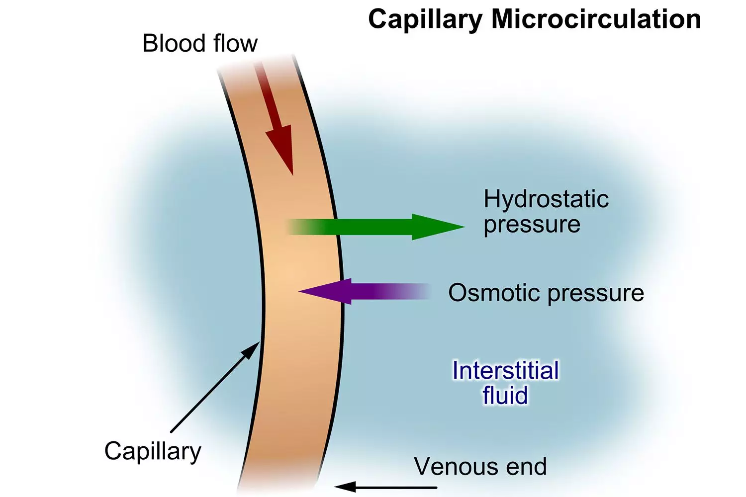 Microcirculation capillary