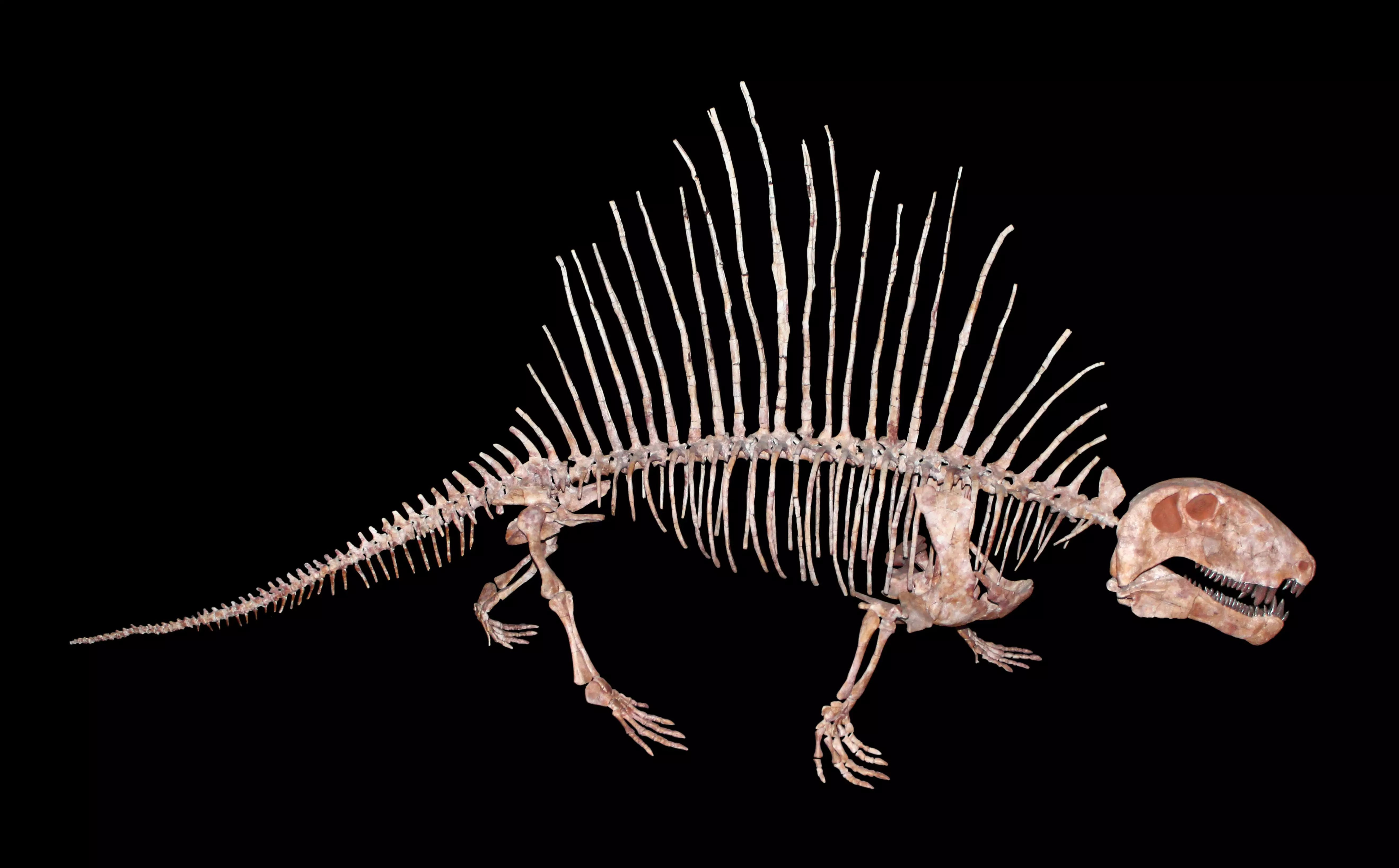 Le squelette de Dimetrodon se dresse sur un champ de noir