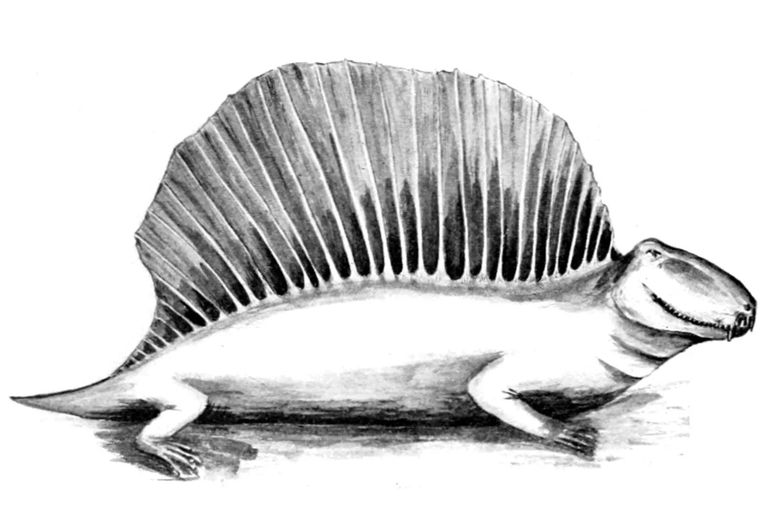 Rekonstruksi Dimetrodon ti