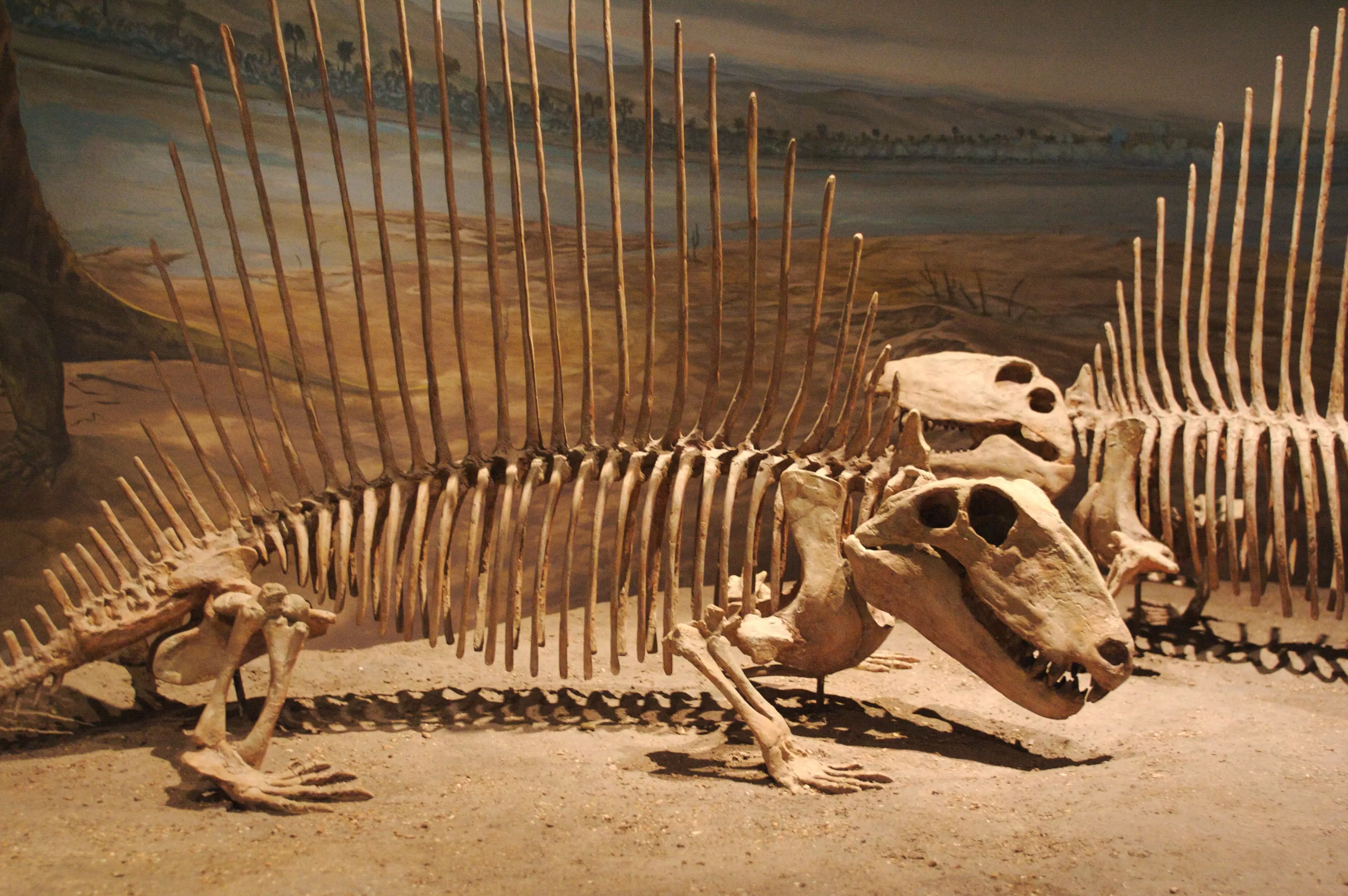 Sapasang skeletons dimetrodon mintonkeun tulang panjang, spindly nu ngarojong layar.