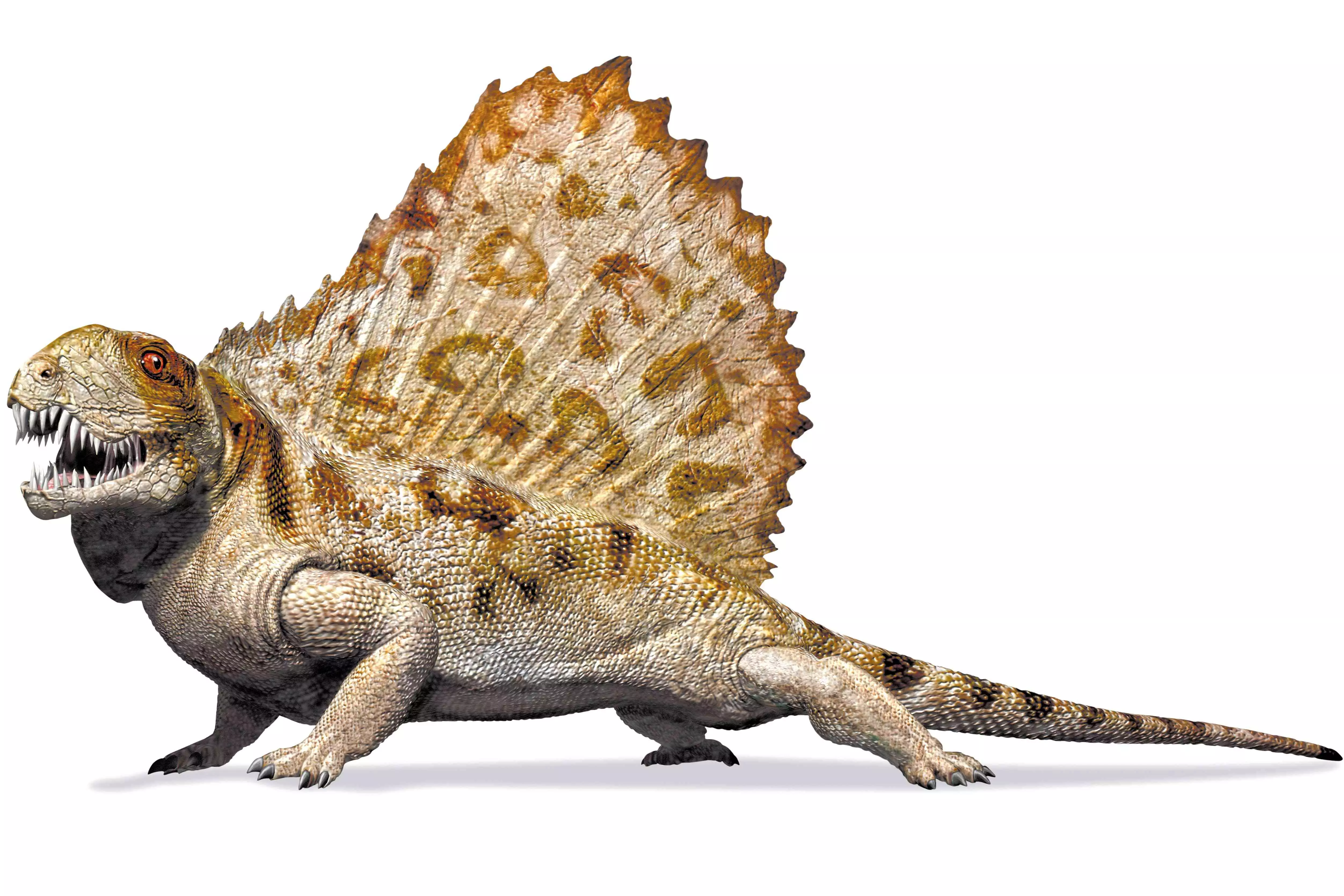 Un dimetrodon pâle tacheté sourit comme un dragon contre un champ de blanc