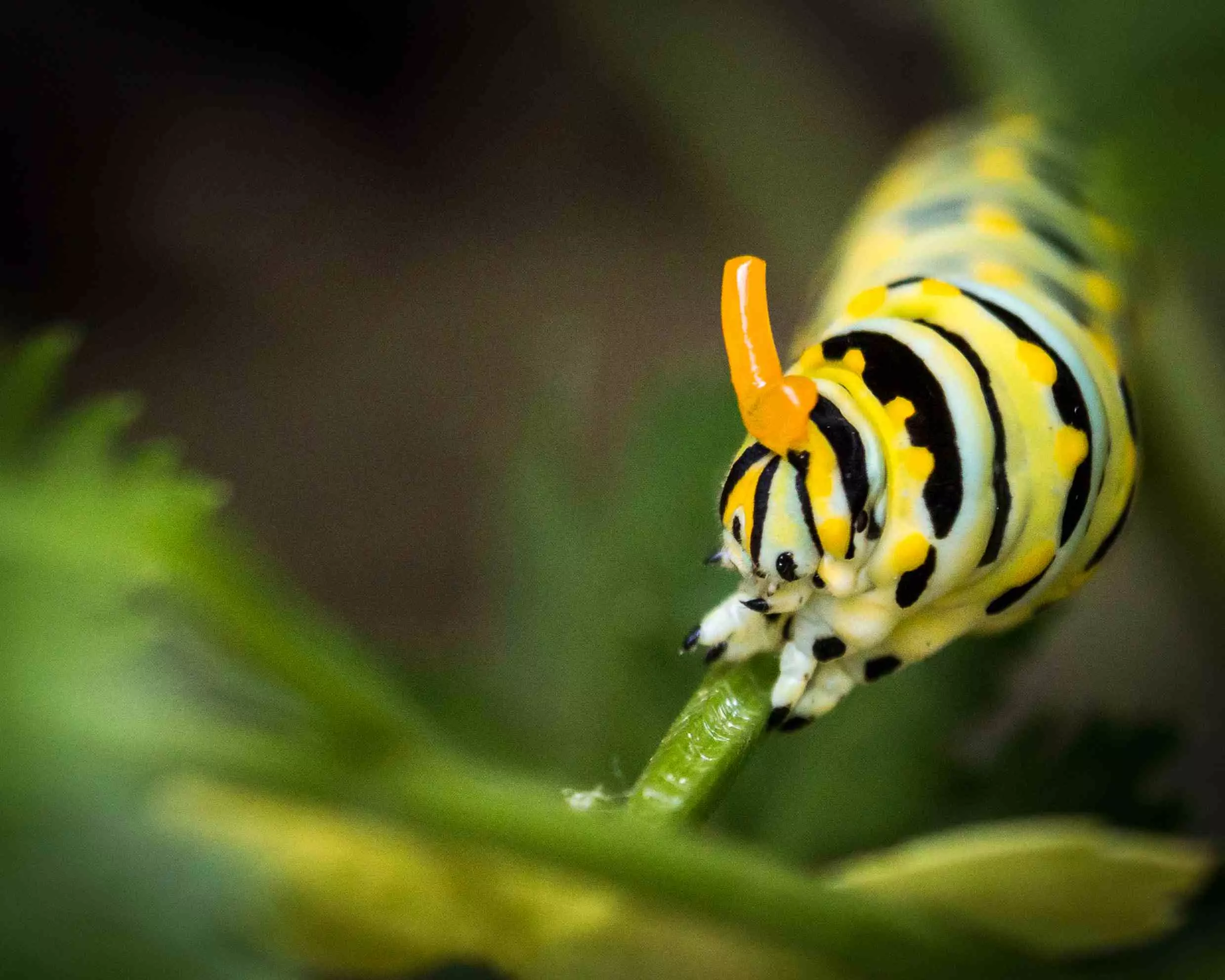 Black swallowtail caterpillar