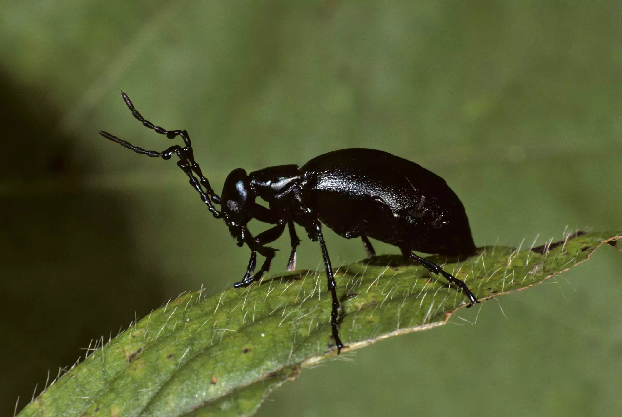 ബ്ലിസ്റ്റർ വണ്ട്