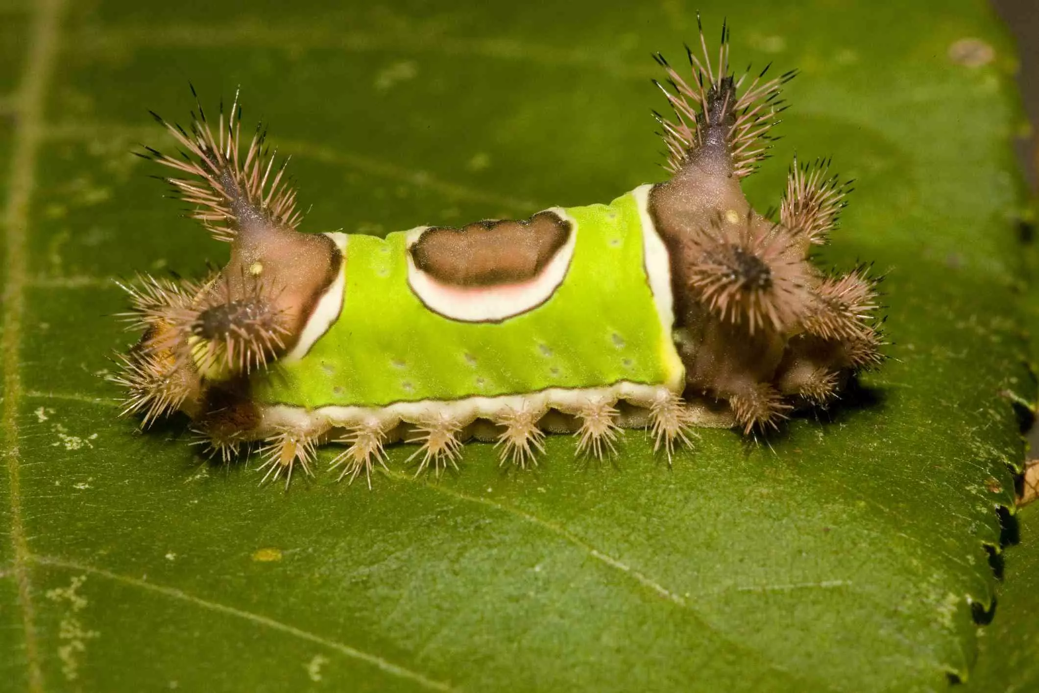 Saddleback caterpillar