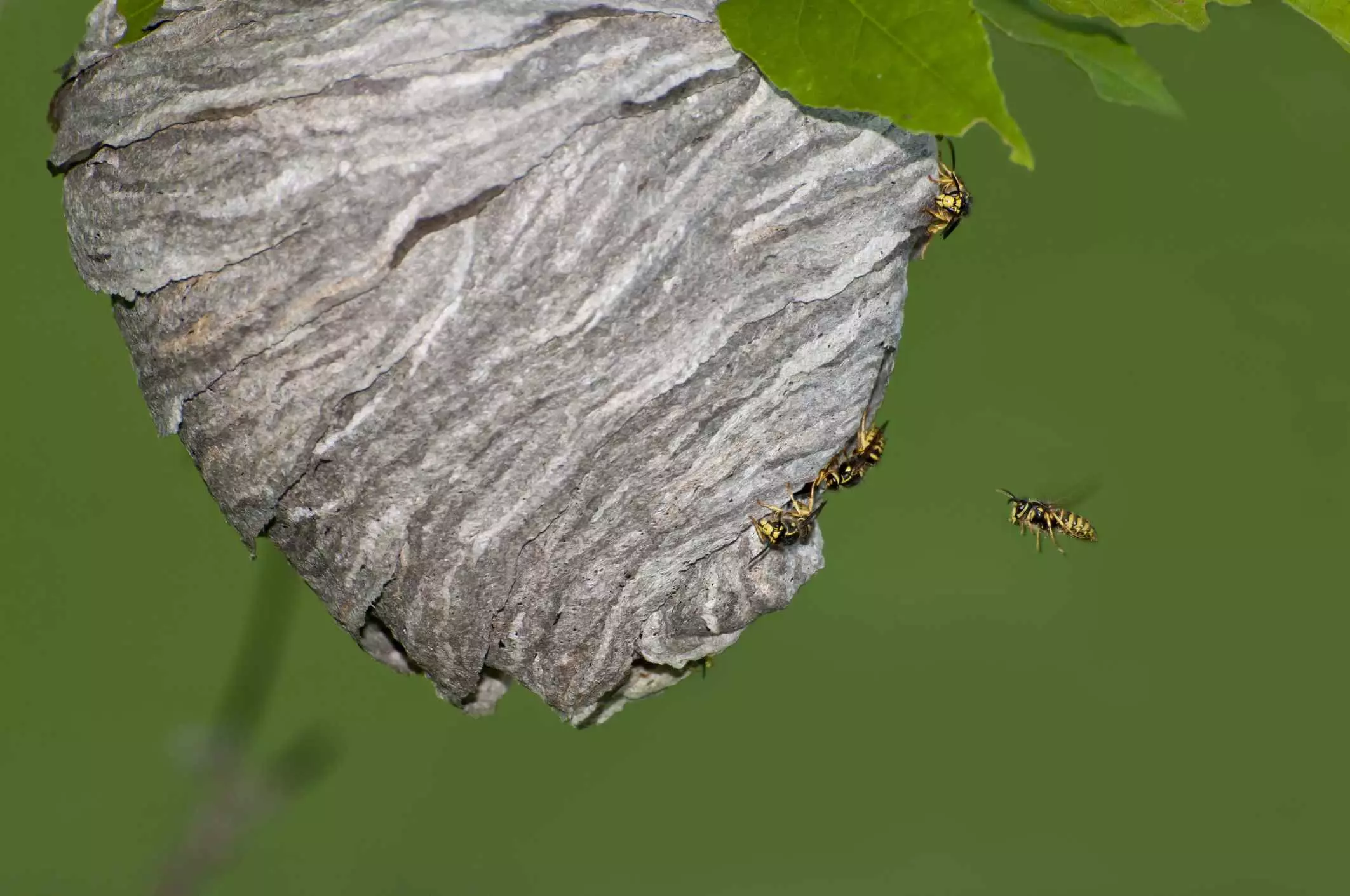 Hornet rede og flyvende gedehamse