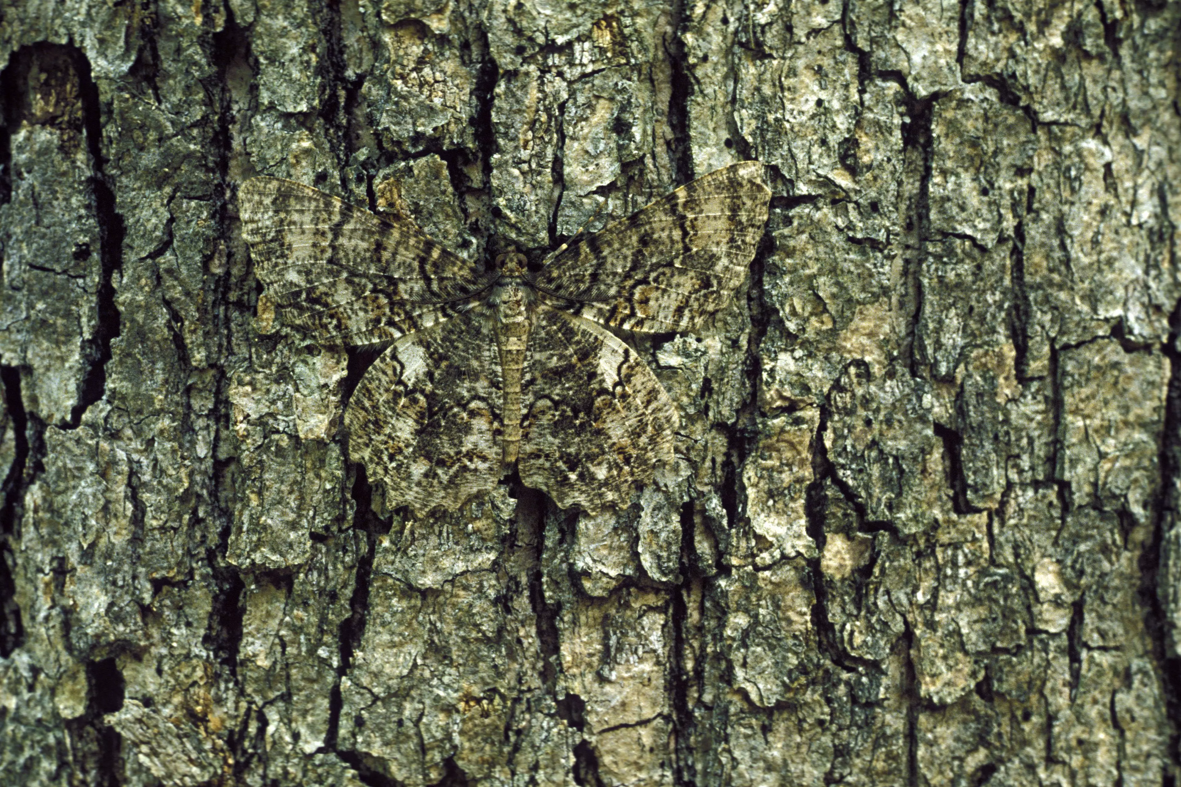 Una falena mimetizzata contro la corteccia degli alberi