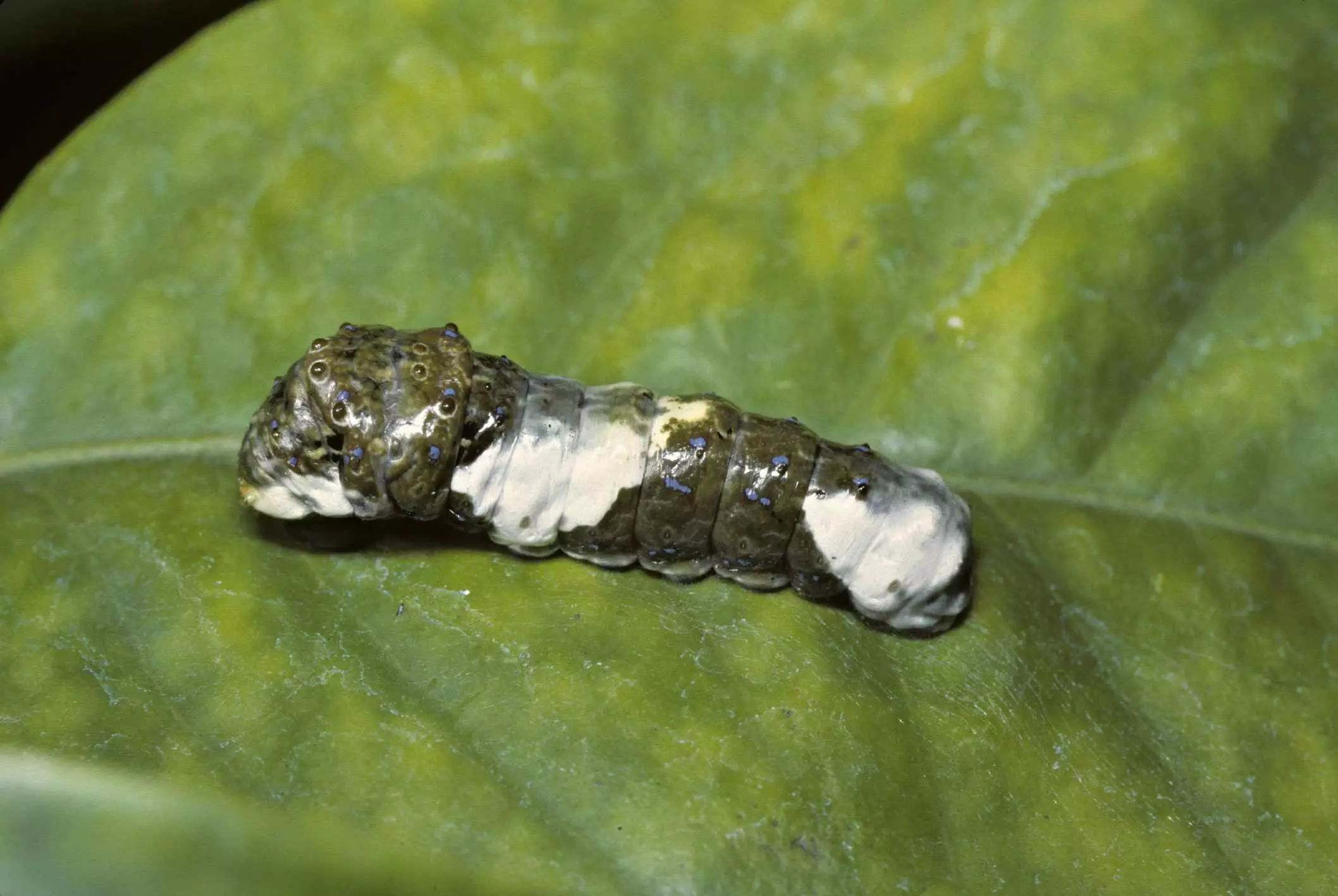 د غټو swallowtail caterpillar