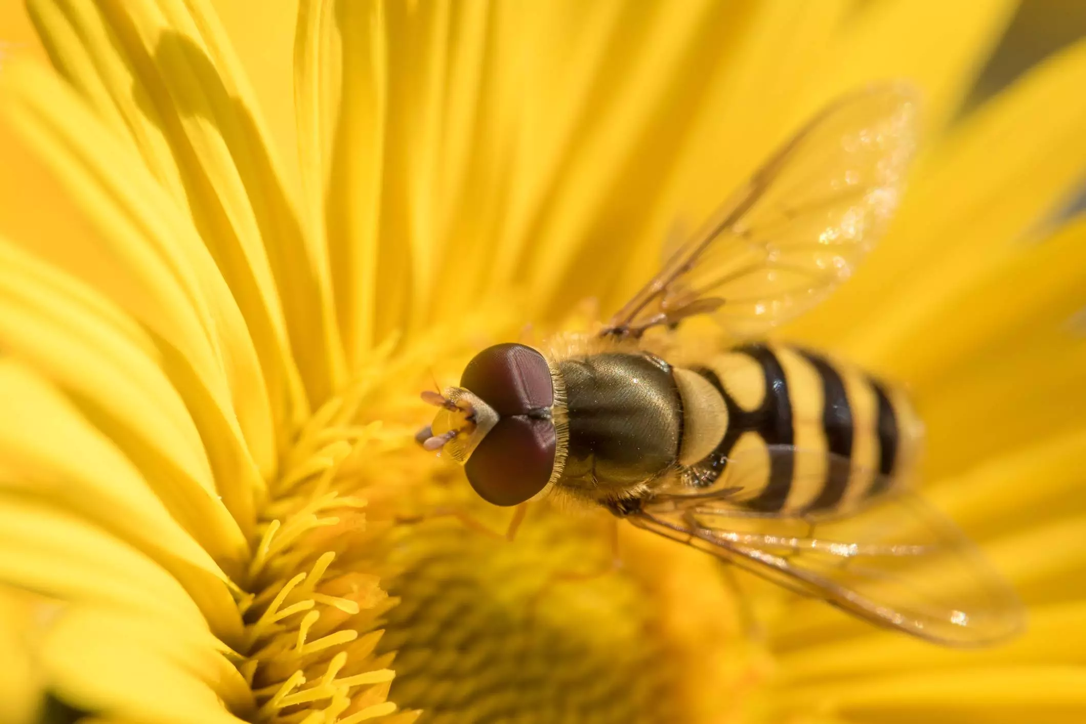 Hover fly