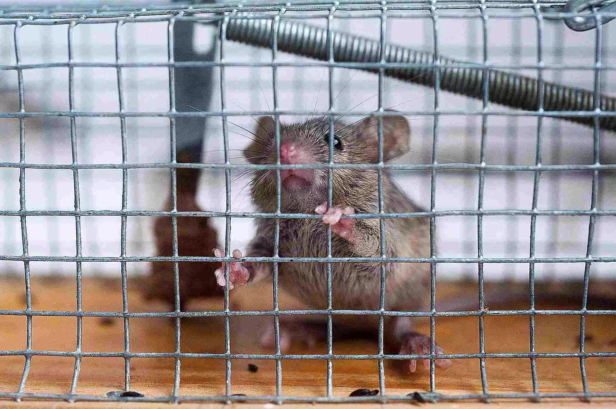 Een muis in een kooi symboliseert Max Webers concept van de ijzeren kooi van de bureaucratie