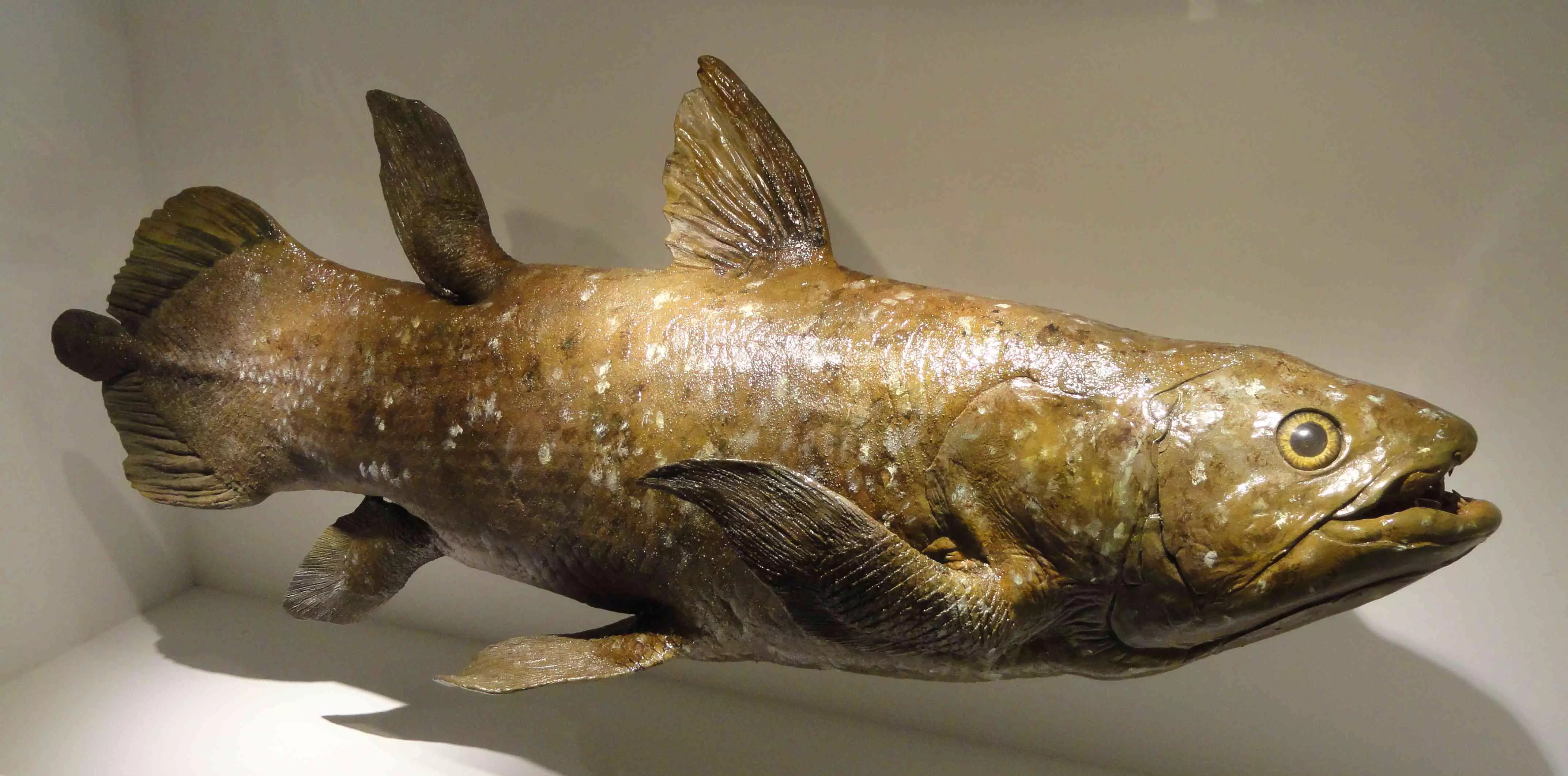 fosaili coelacanth ni Houston Museum of Natural Science in Houston, Texas