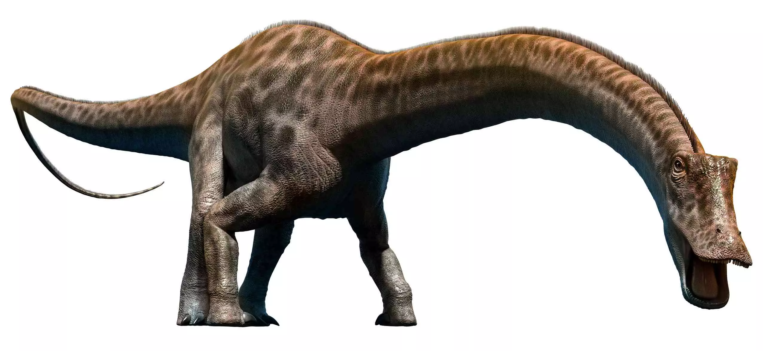 Nîşana Diplodocus