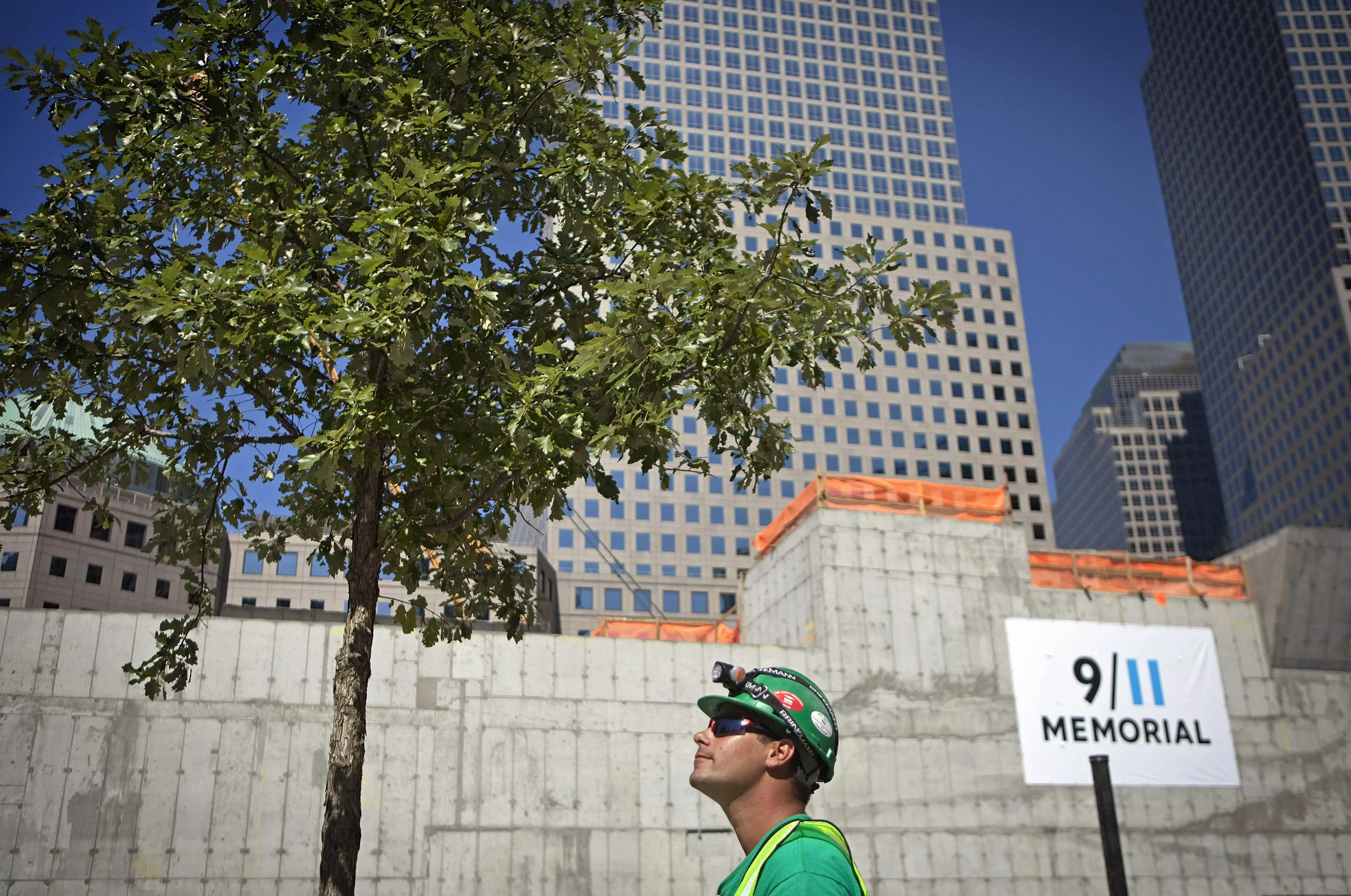 Laboristo Jay Martino rigardas supren ĉe unu el la unuaj Swamp White Oak-arboj plantitaj ĉirkaŭ la World Trade Center Memorial Plaza. la 28-an de aŭgusto 2010