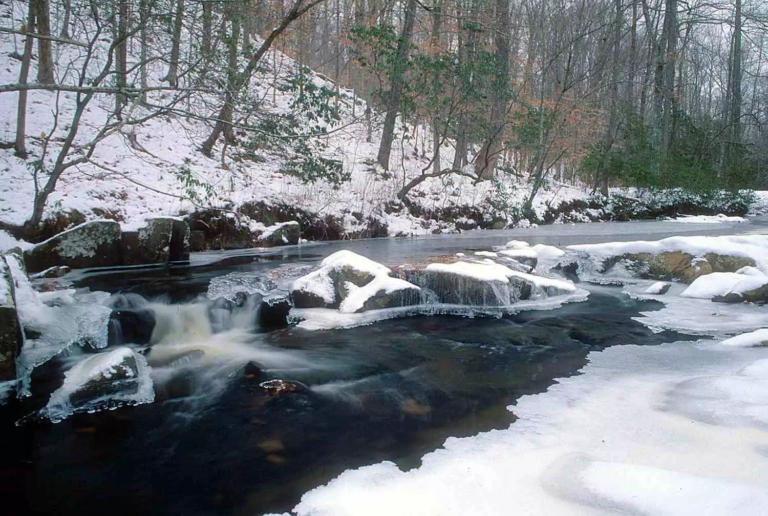 Shahzoda Uilyam o'rmon bog'i