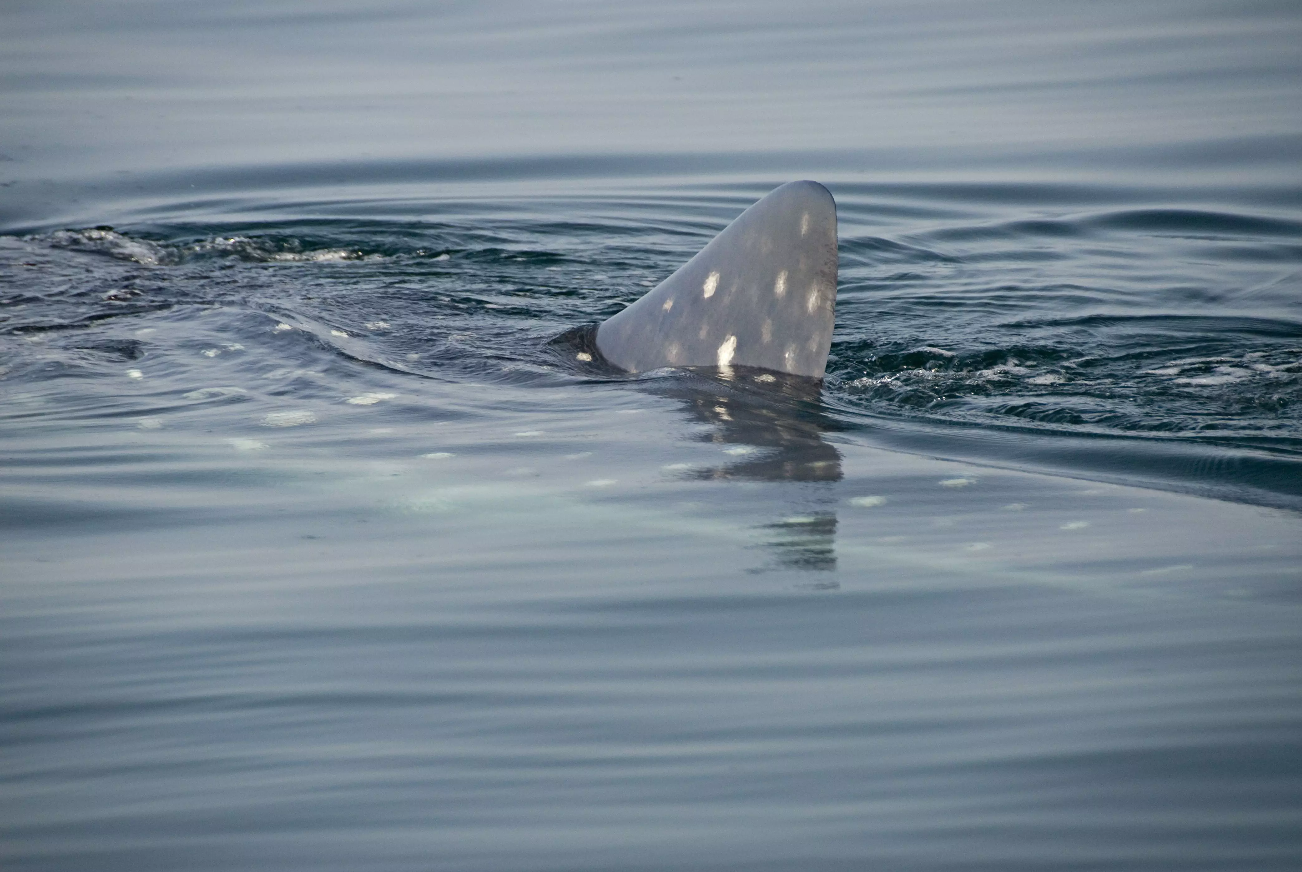 Ang mga whale shark ay maaaring anihin para sa kanilang mga palikpik