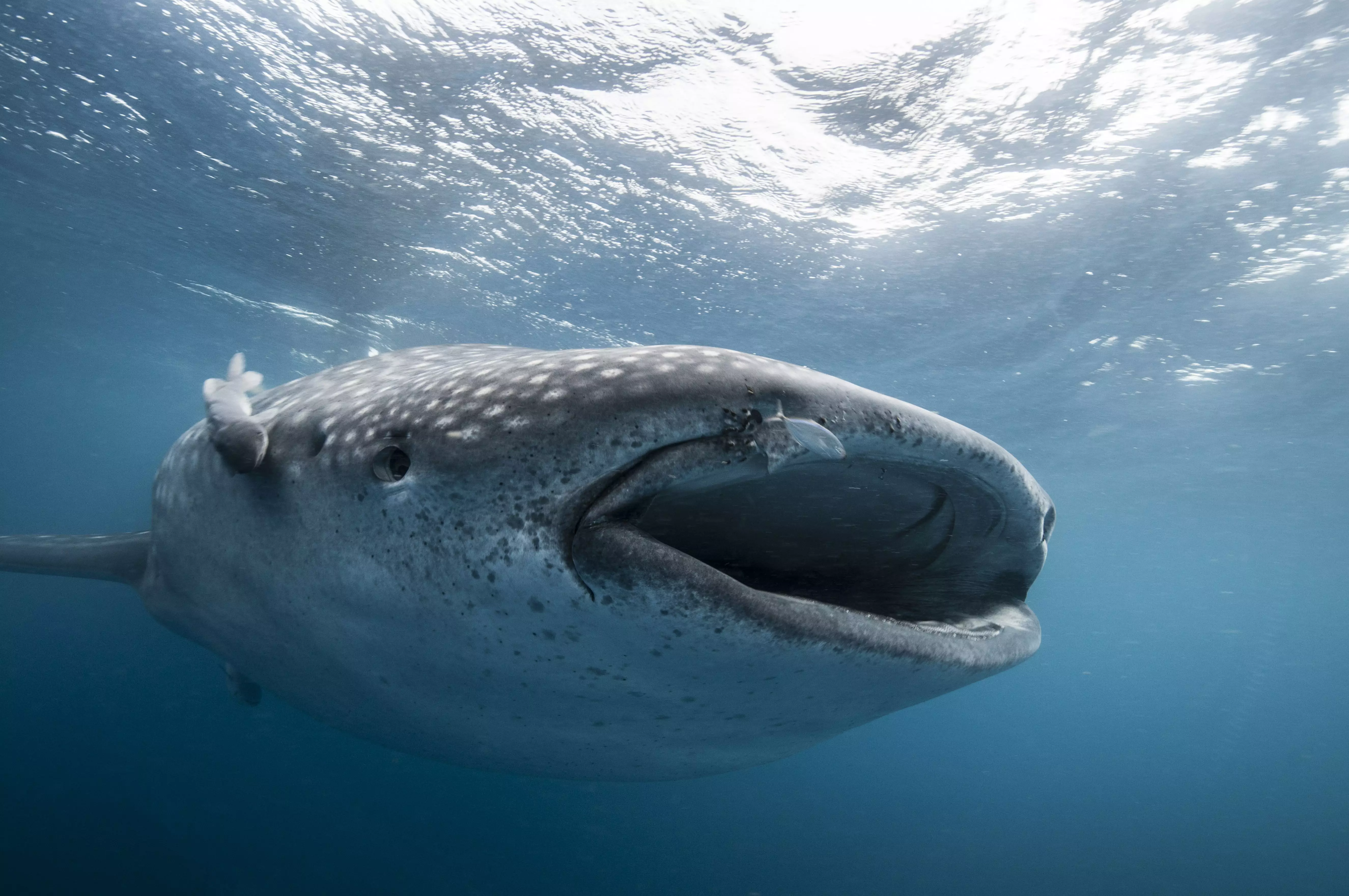 Kŕmenie žralokov veľrýb v Mexiku