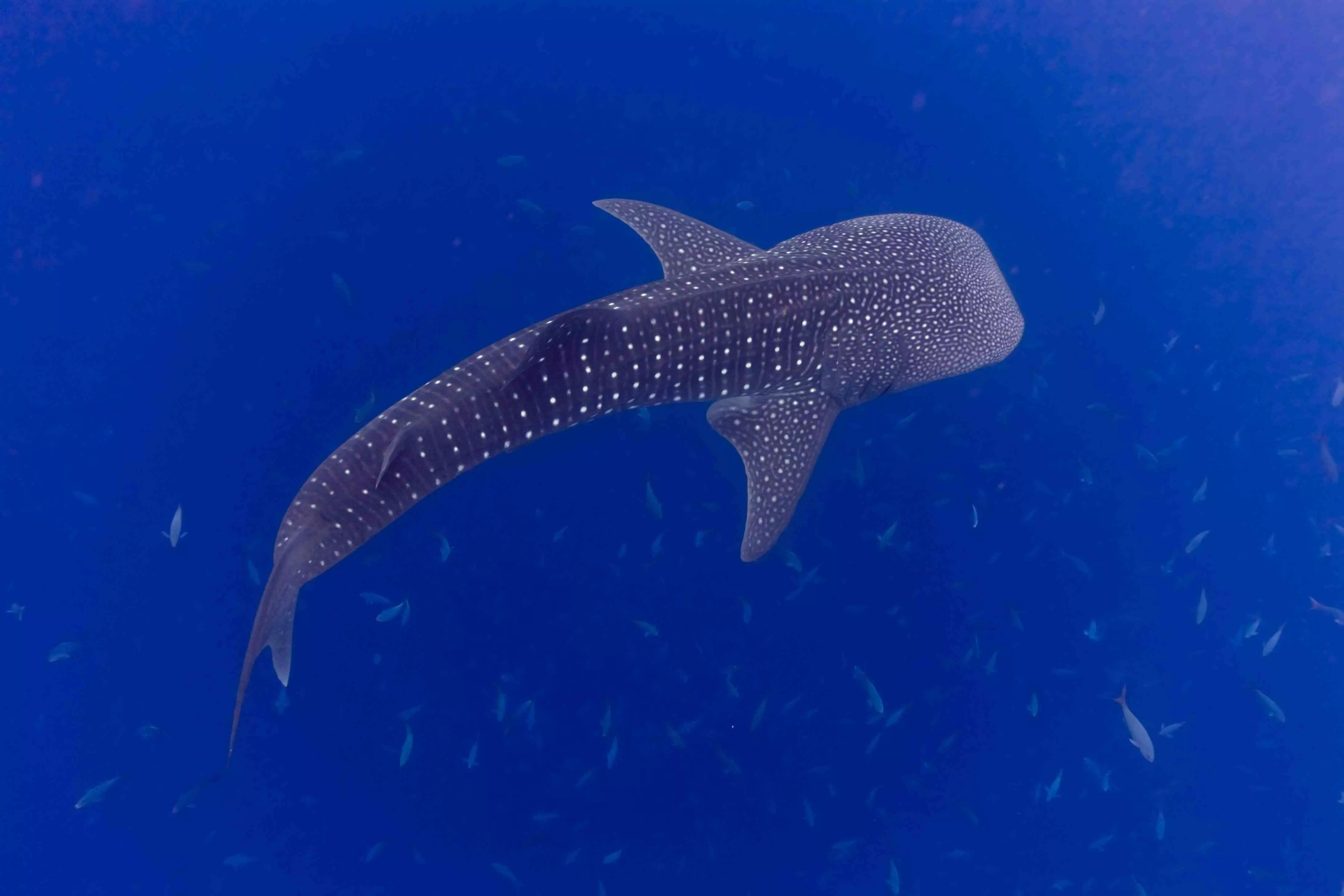 Nwa Whale Shark