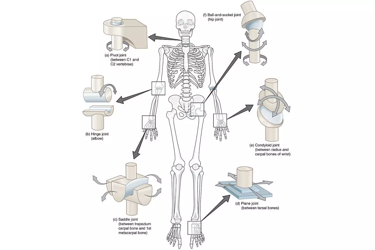 תרשים של מפרקים סינוביאליים בכל הגוף על רקע לבן.