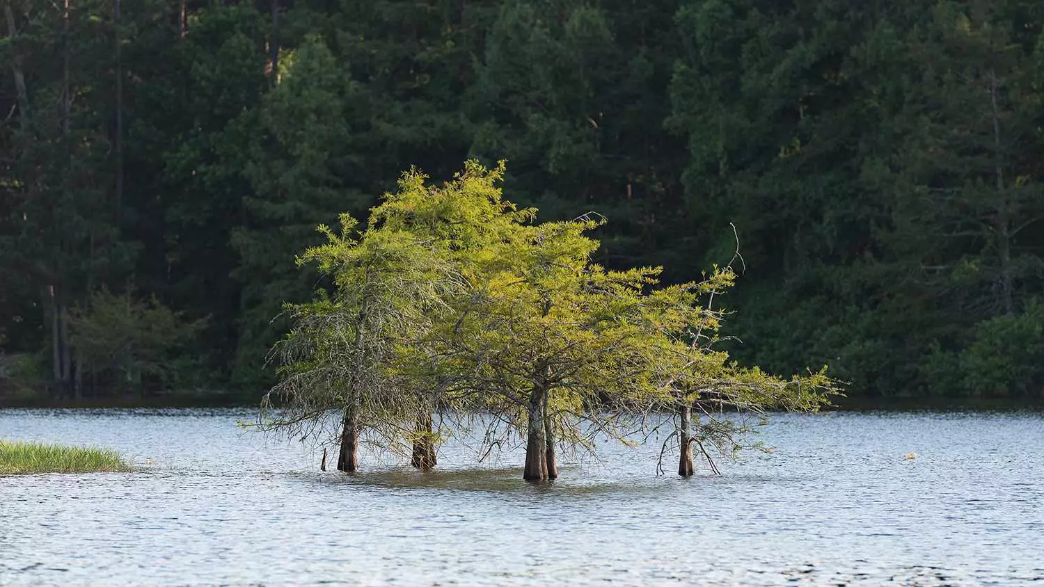 Ondergedompelde bome in Toledo Bend