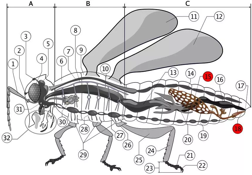 Insekts reproduktionssystem.