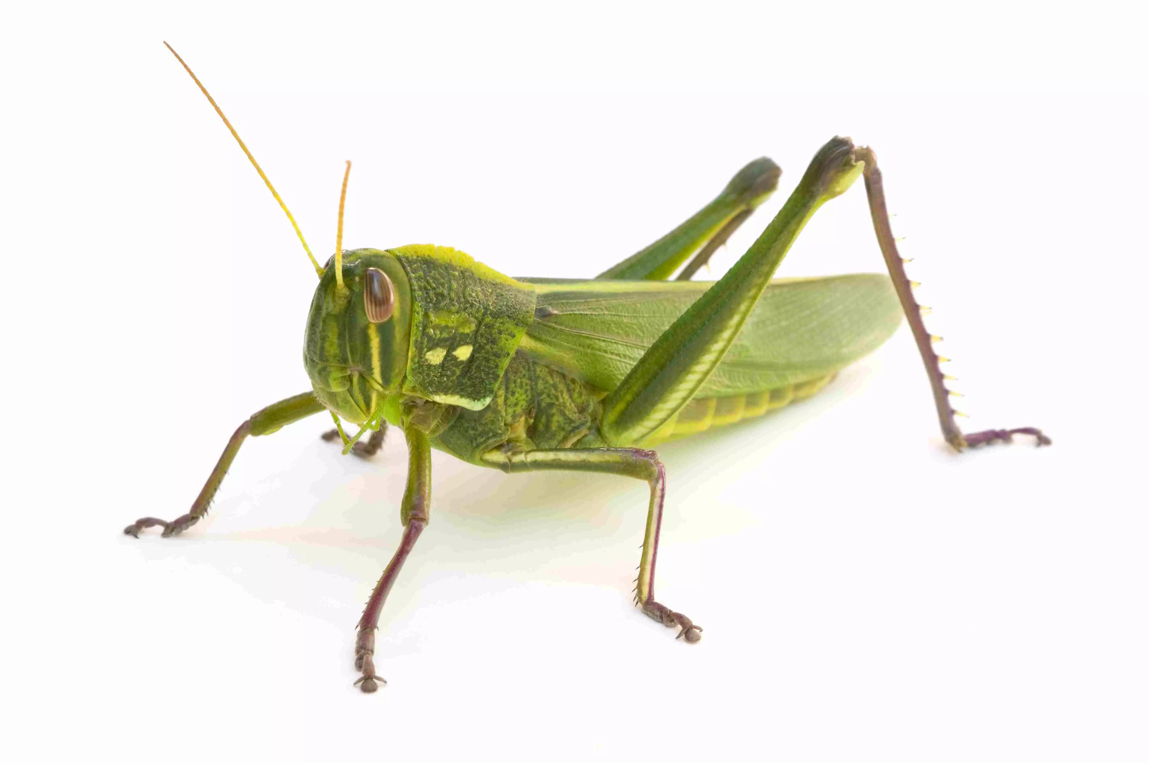 Grasshopper.