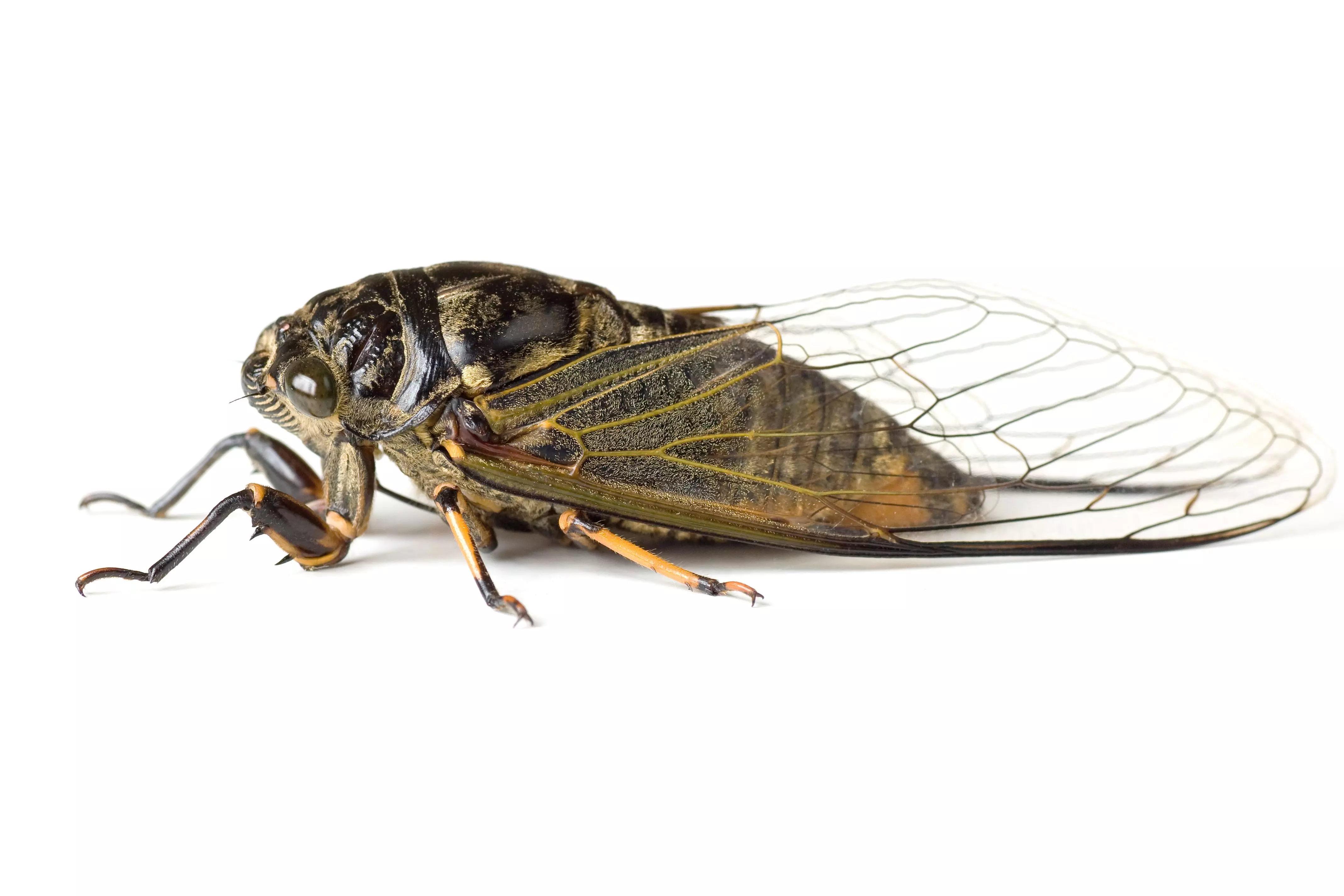 Cicada.