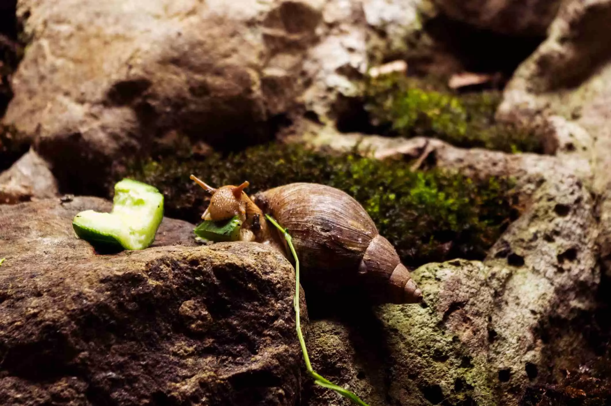 Σαλιγκάρι που τρώει τροφή στο βράχο