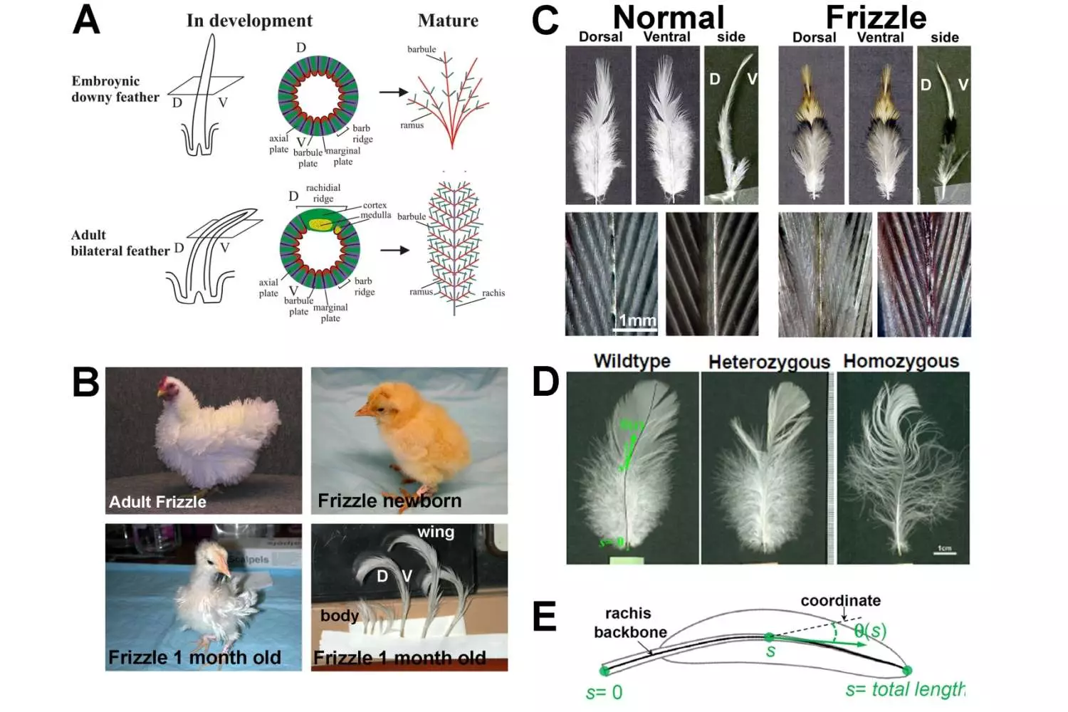 Frizzle inkukhu isici