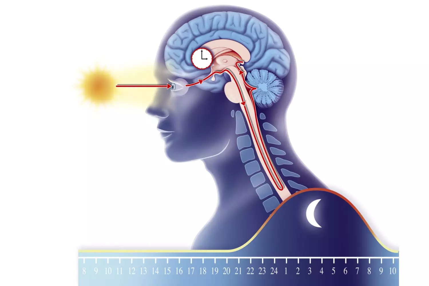 Circadian Rhythm