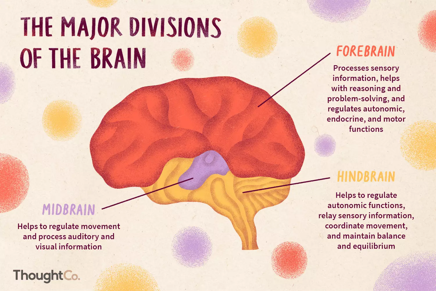 Ukuhlukana Kobuchopho: Forebrain, Midbrain, Hindbrain