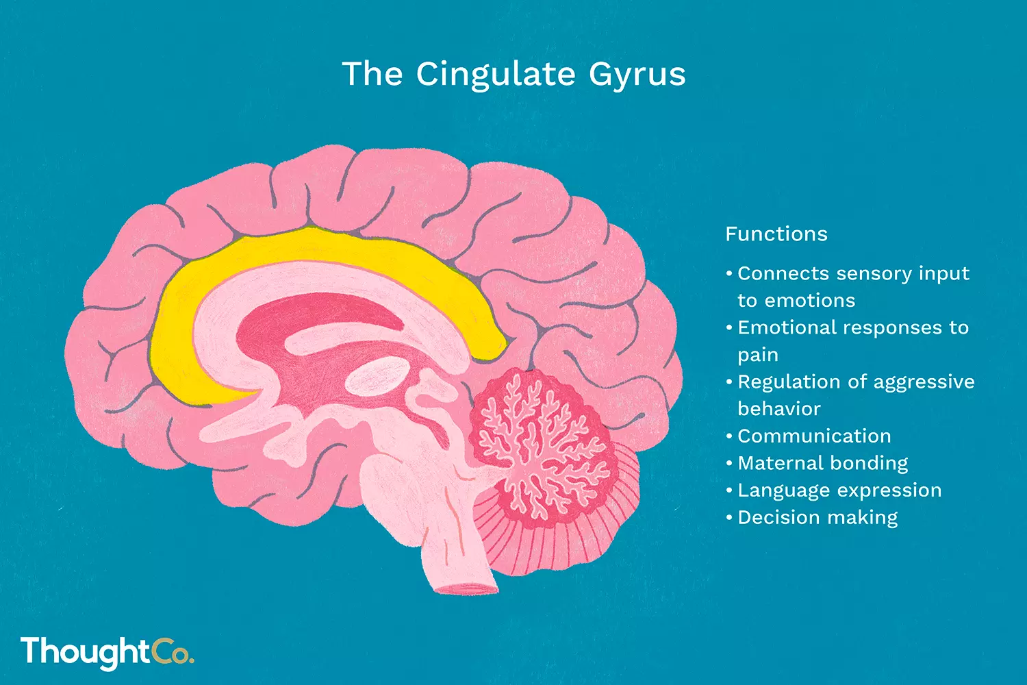 Какво представлява Cingulate Gyrus?